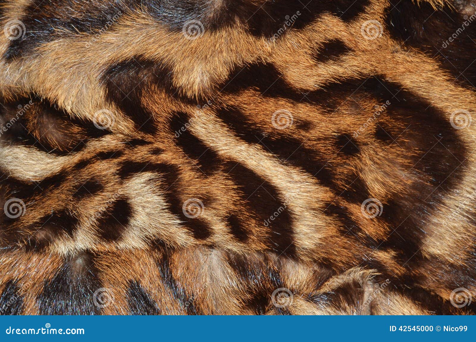Detail of ocelot fur stock photo. Image of feline, background - 42545000