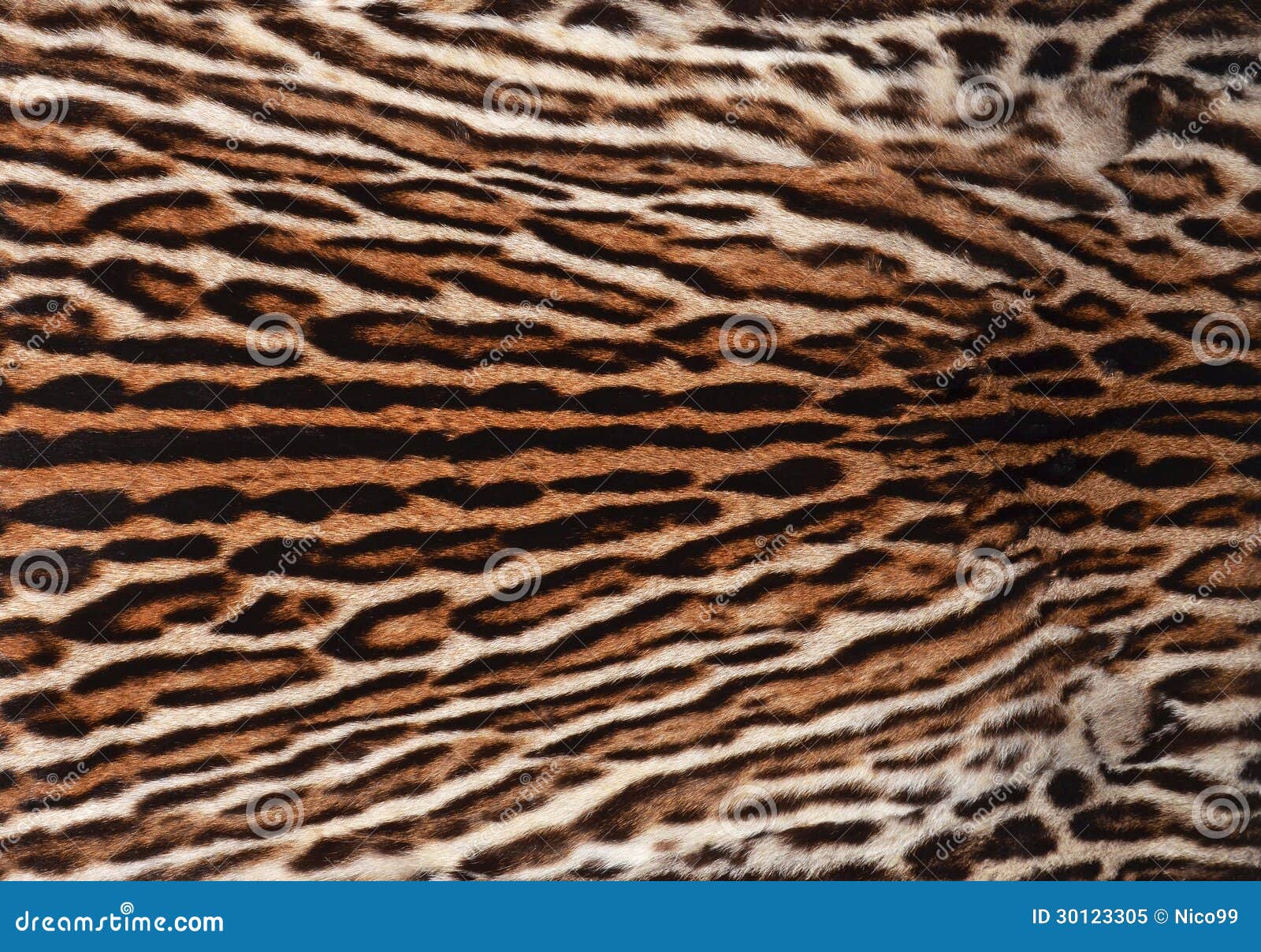 Ocelot skin texture stock image. Image of leopardfur - 30123305