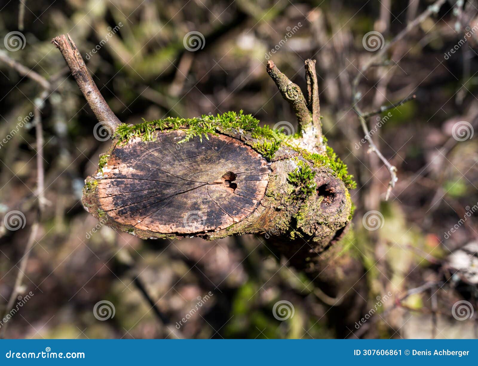 Detail of Old Cut Cross-section of a Tree Stock Image - Image of ...