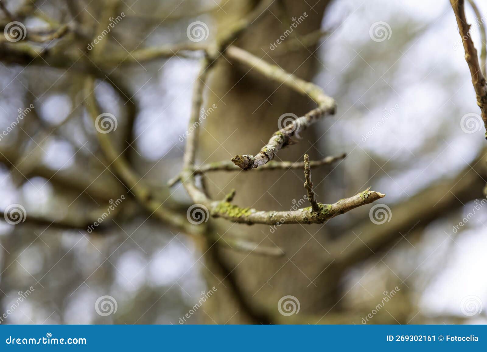 Dried tree branches stock image. Image of death, drought - 269302161