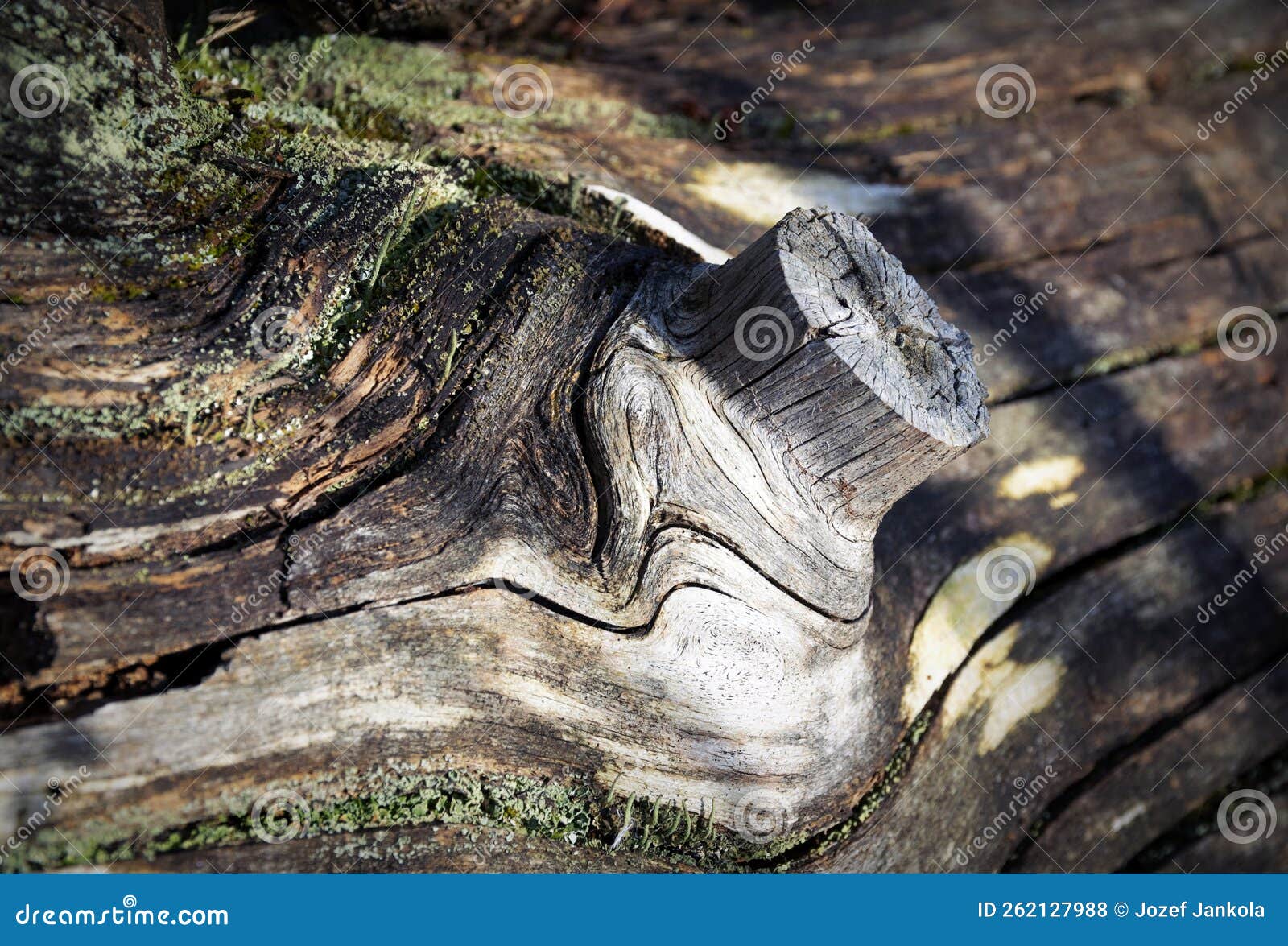 Detail of an Old Rotten Tree Trunk Stock Photo - Image of outdoor ...