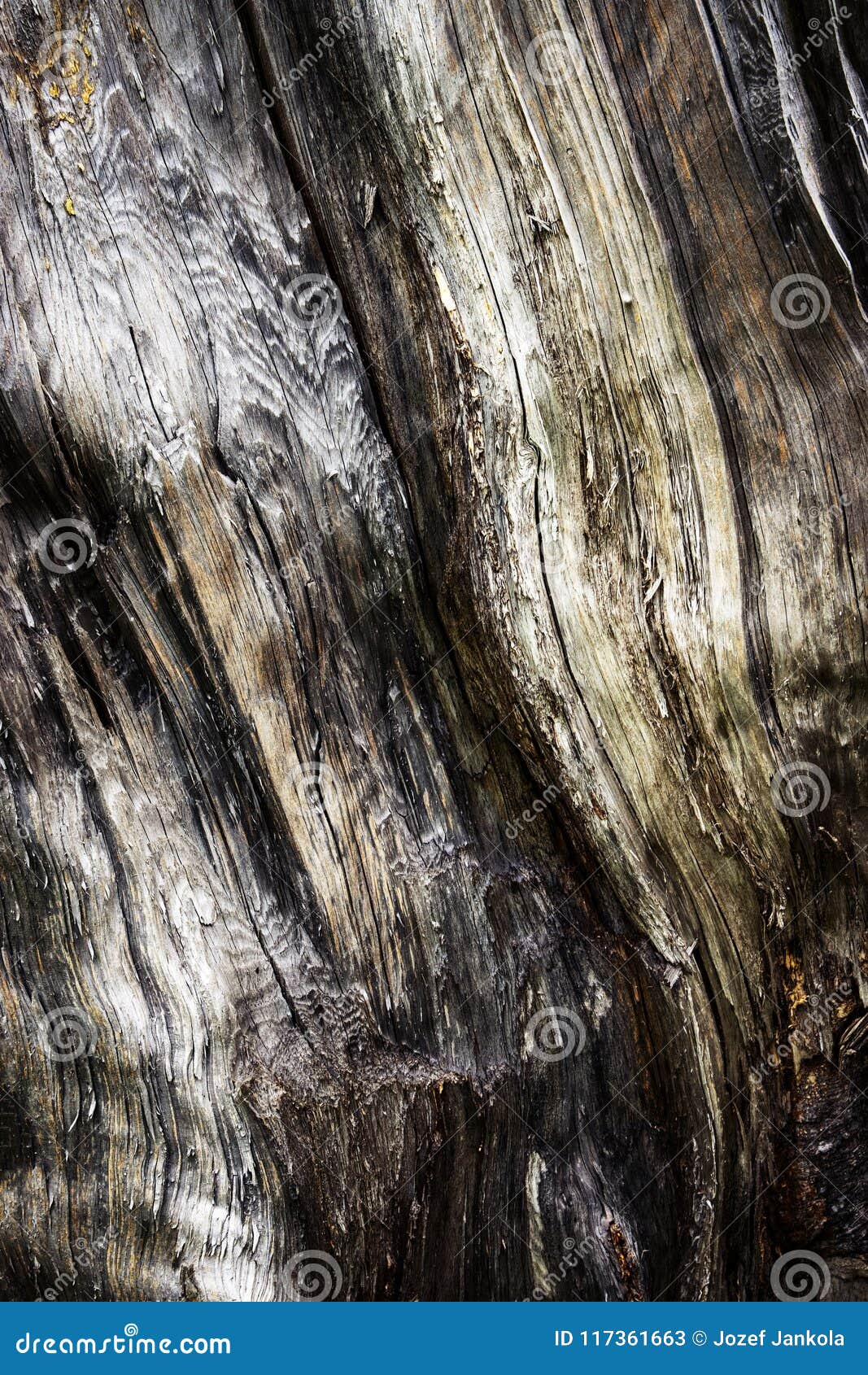 Detail of Old Stale Rotten Wood Stock Image - Image of tree, vintage ...
