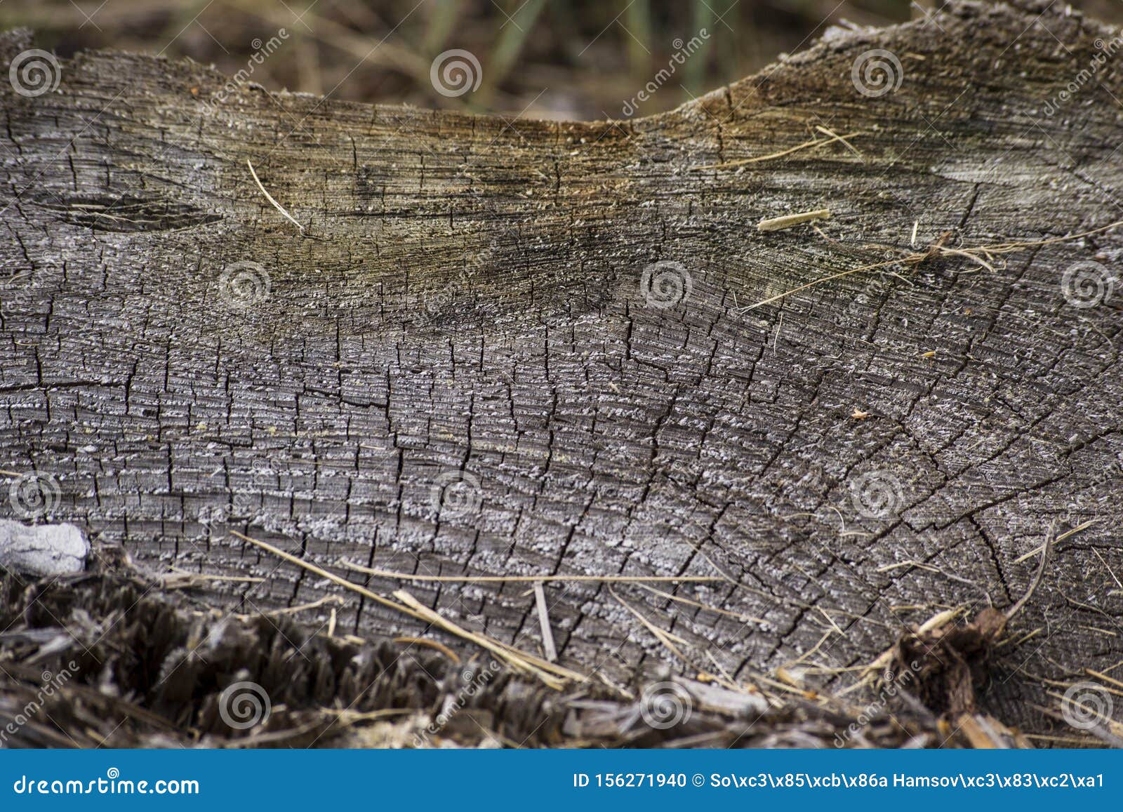 A Detail of an Old Tree Rings in the Wood Stock Photo - Image of ring ...