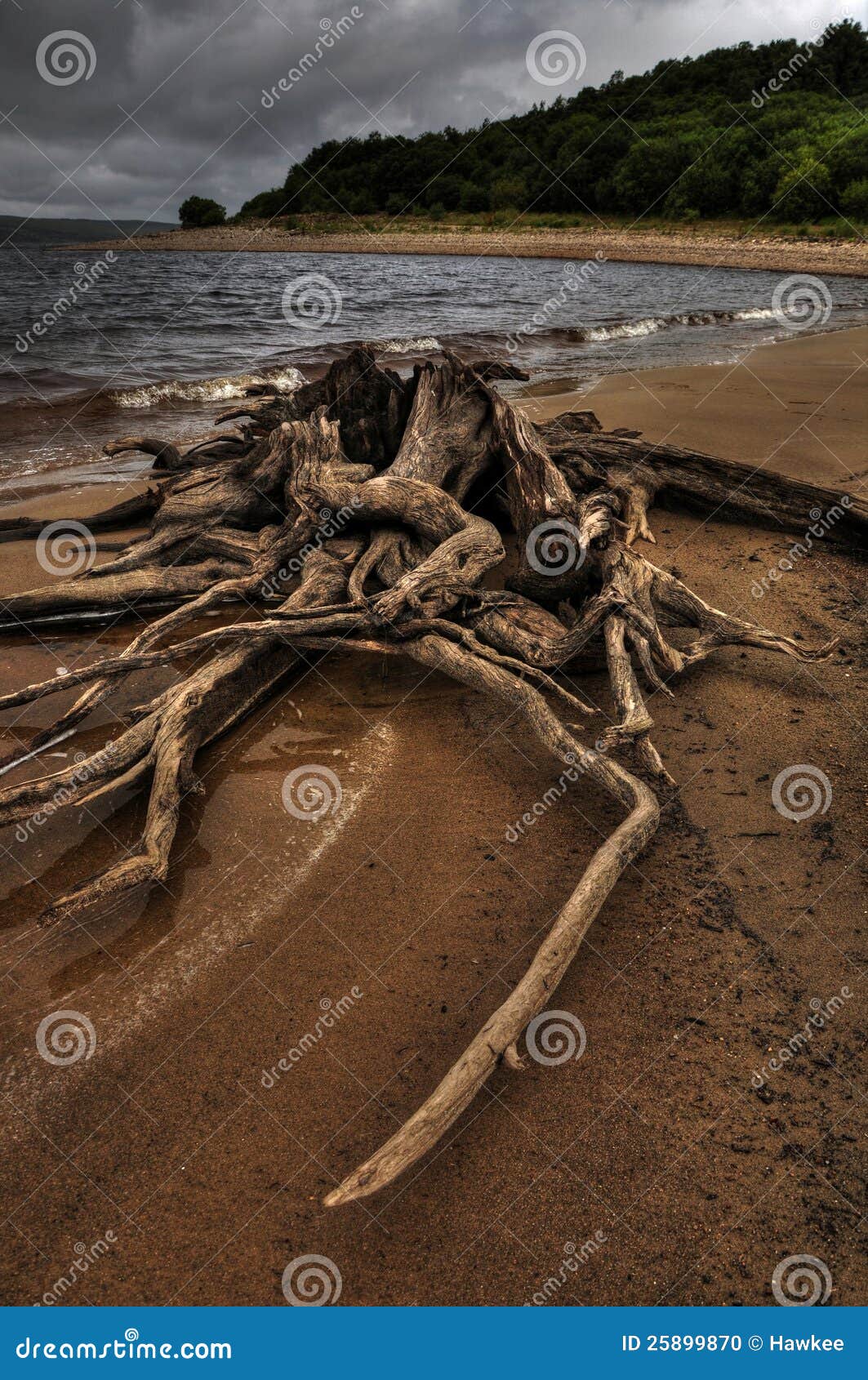 Detail of Old Tree Stump on the Sand Beach Stock Photo - Image of color ...