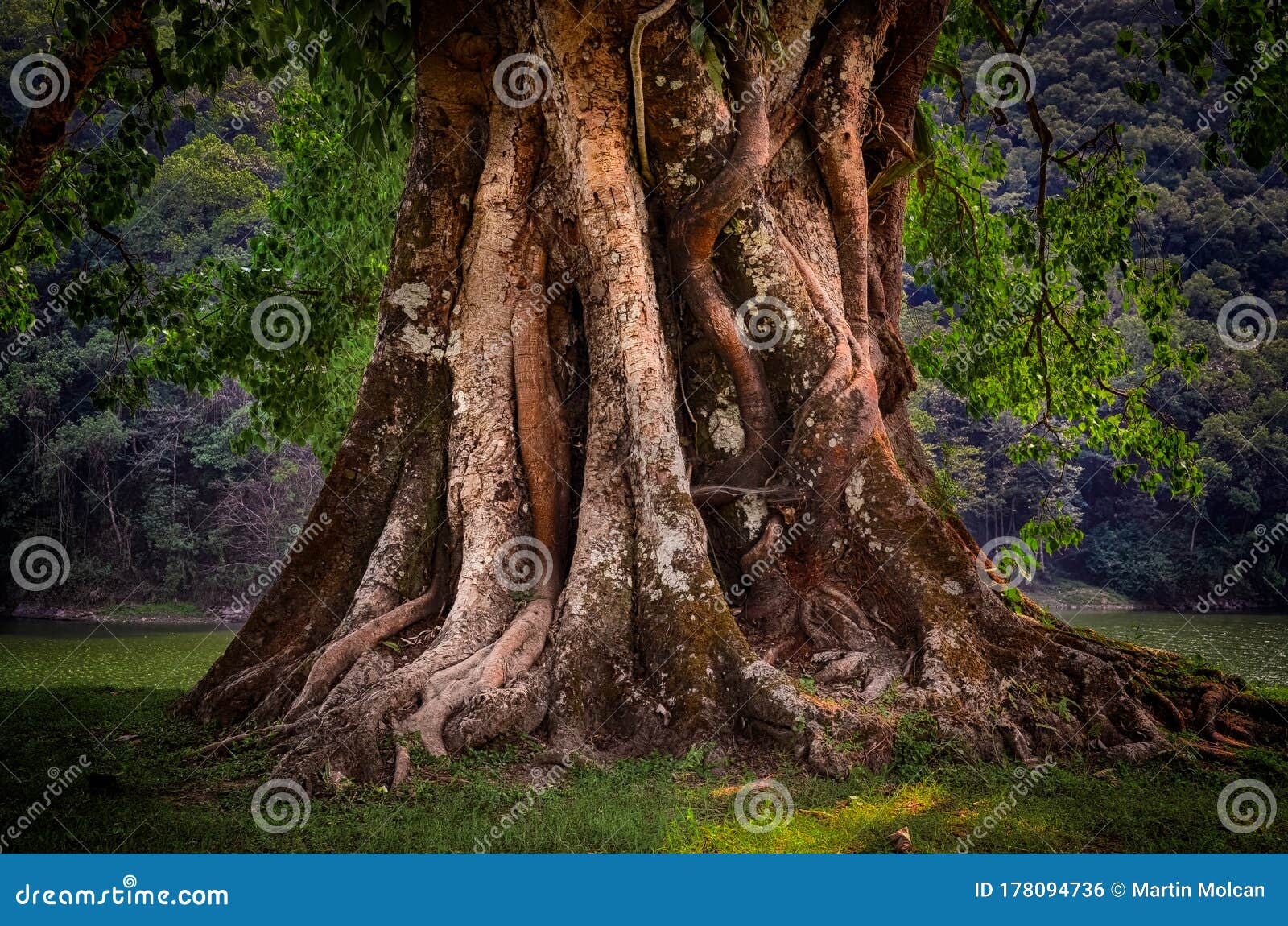 Detail of Old Tree Trunk with Roots and Foliage Stock Photo - Image of ...