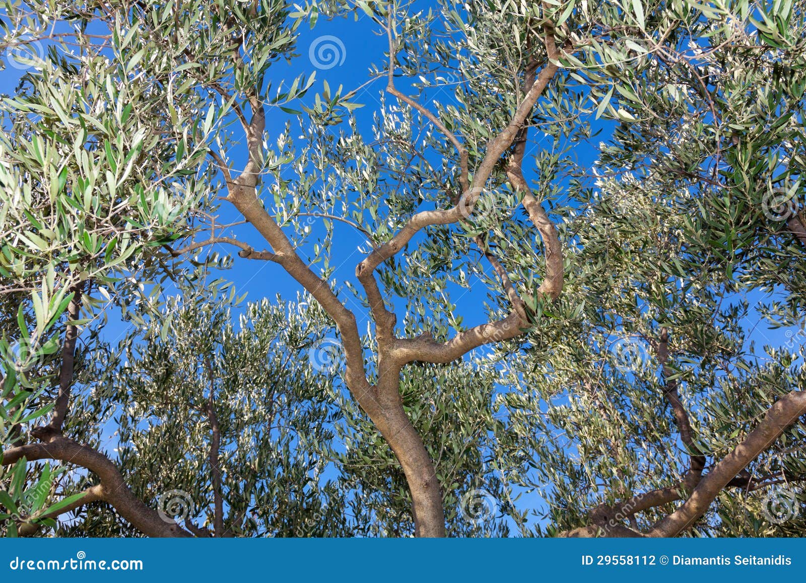 Detail of Olive Tree Branch Stock Photo - Image of environment, harvest ...