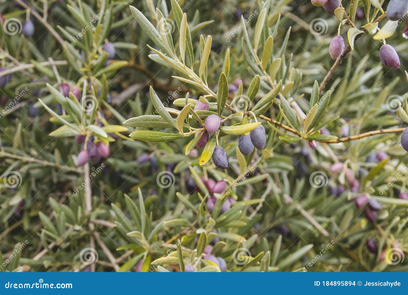 Detail of Olive Tree Foliage with Fruits Stock Photo - Image of ...