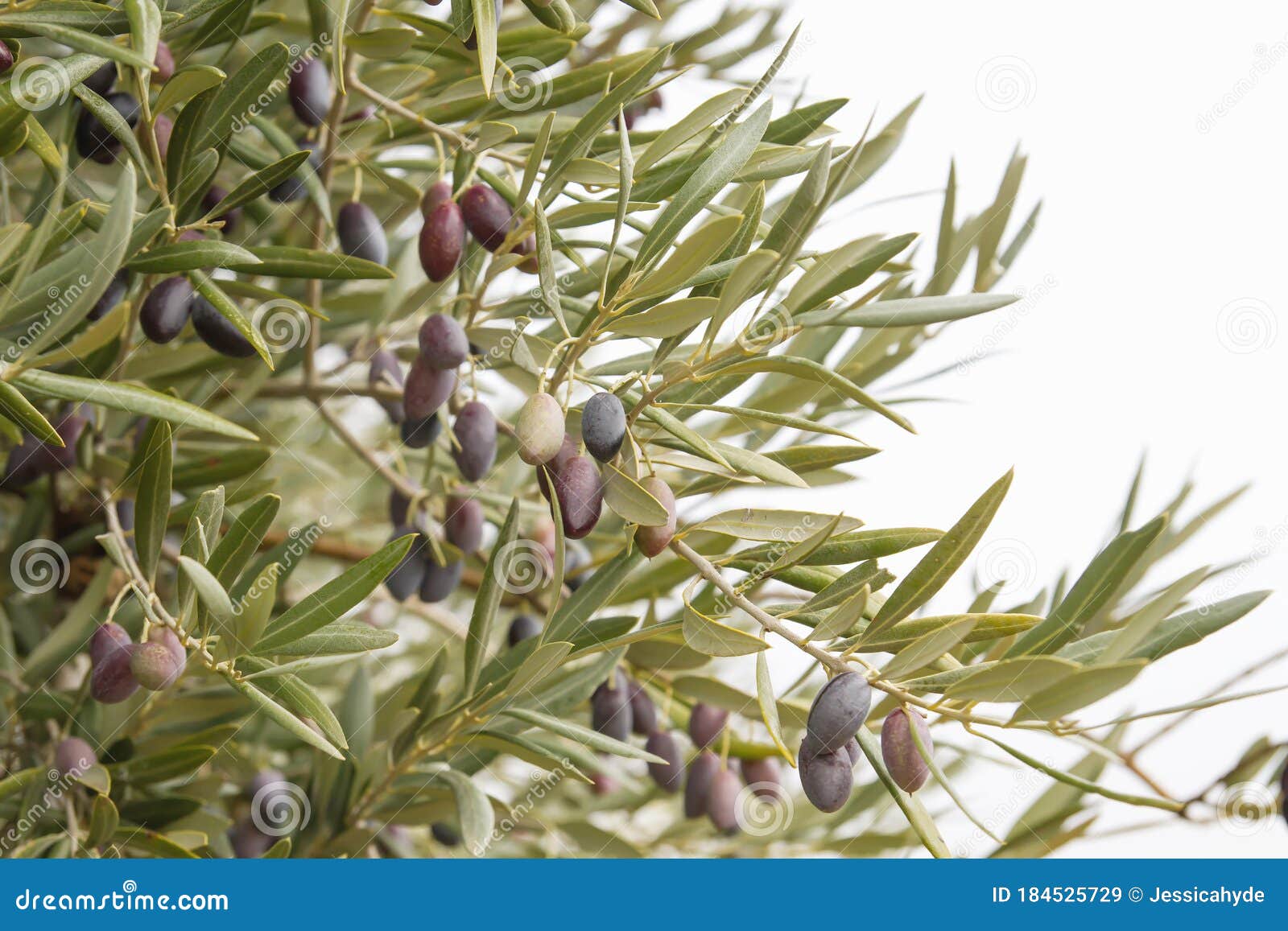 Detail of Olive Tree Full of Fruits Stock Image - Image of january ...