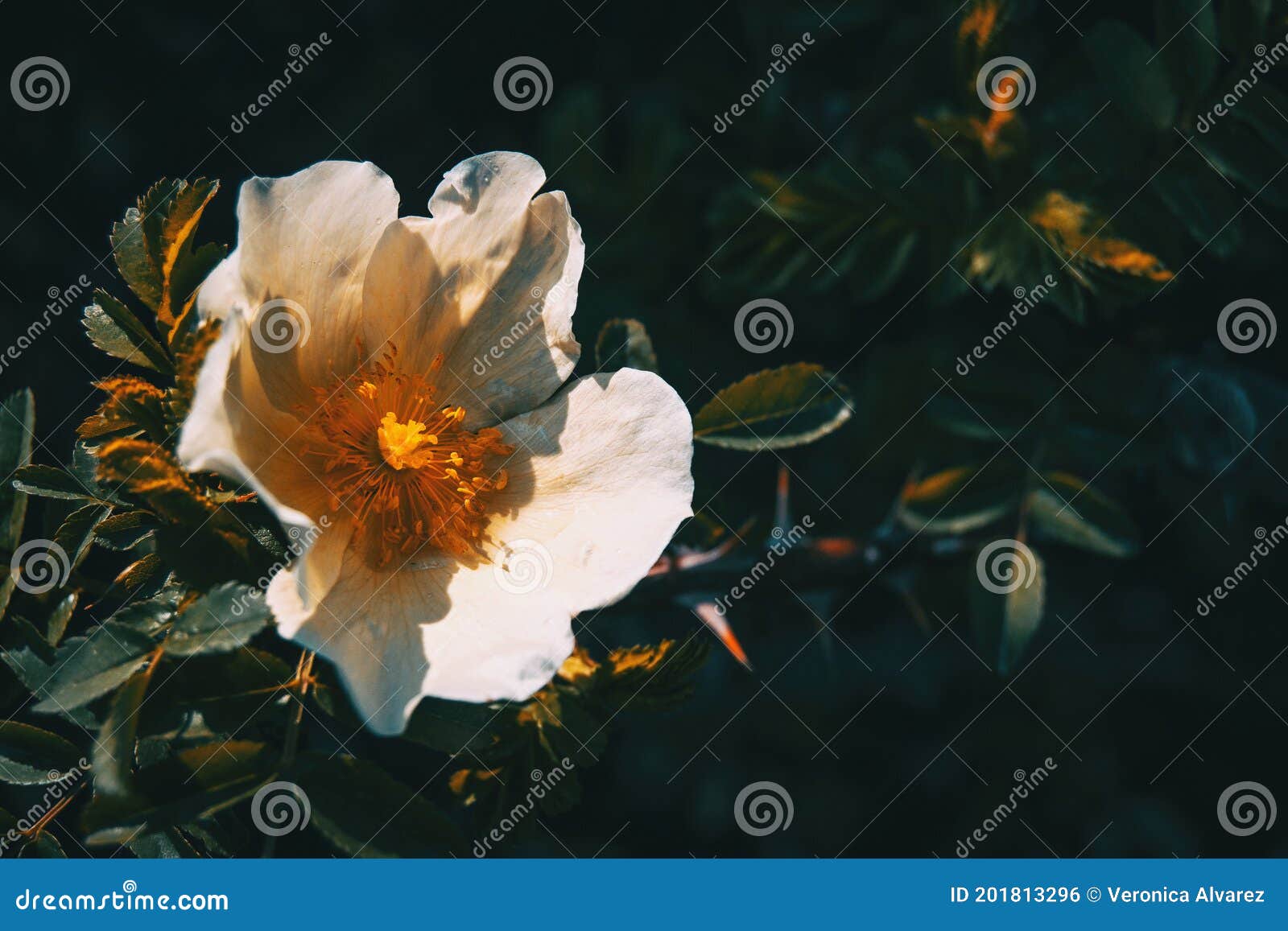 Detail of an Open White Rose Illuminated by Sunlight Stock Photo ...