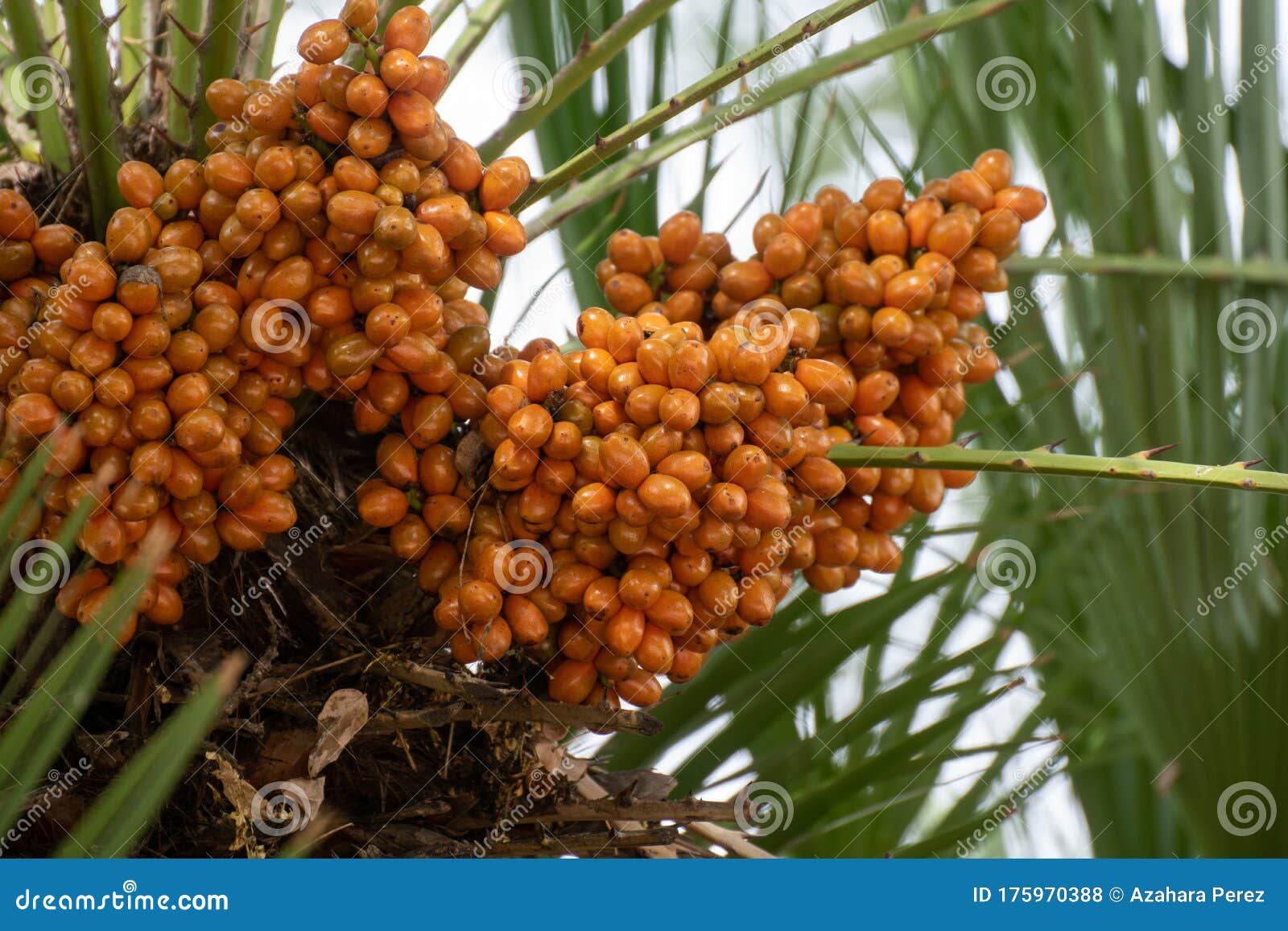 Detail of the Orange Dates of a Date Palm Stock Photo - Image of dates ...