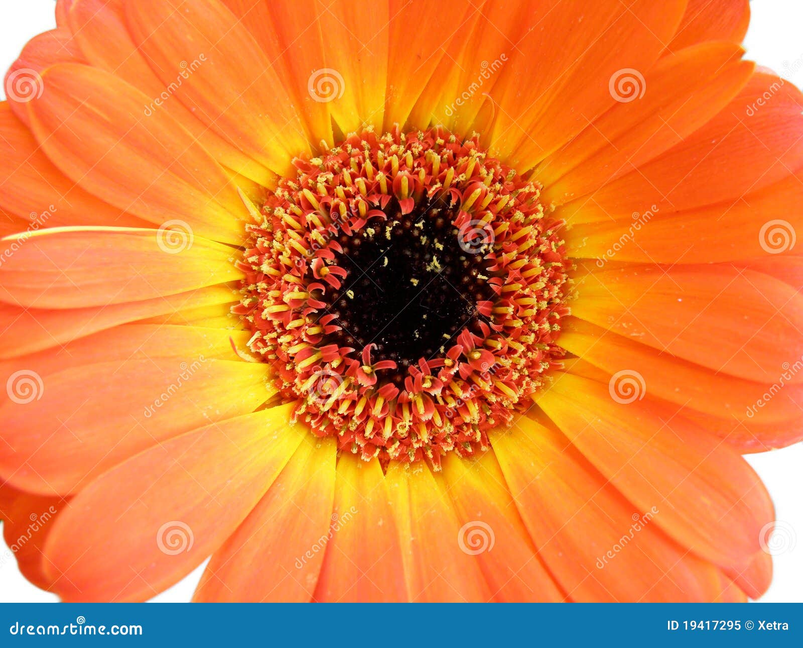 Detail of orange gerber stock image. Image of corolla - 19417295