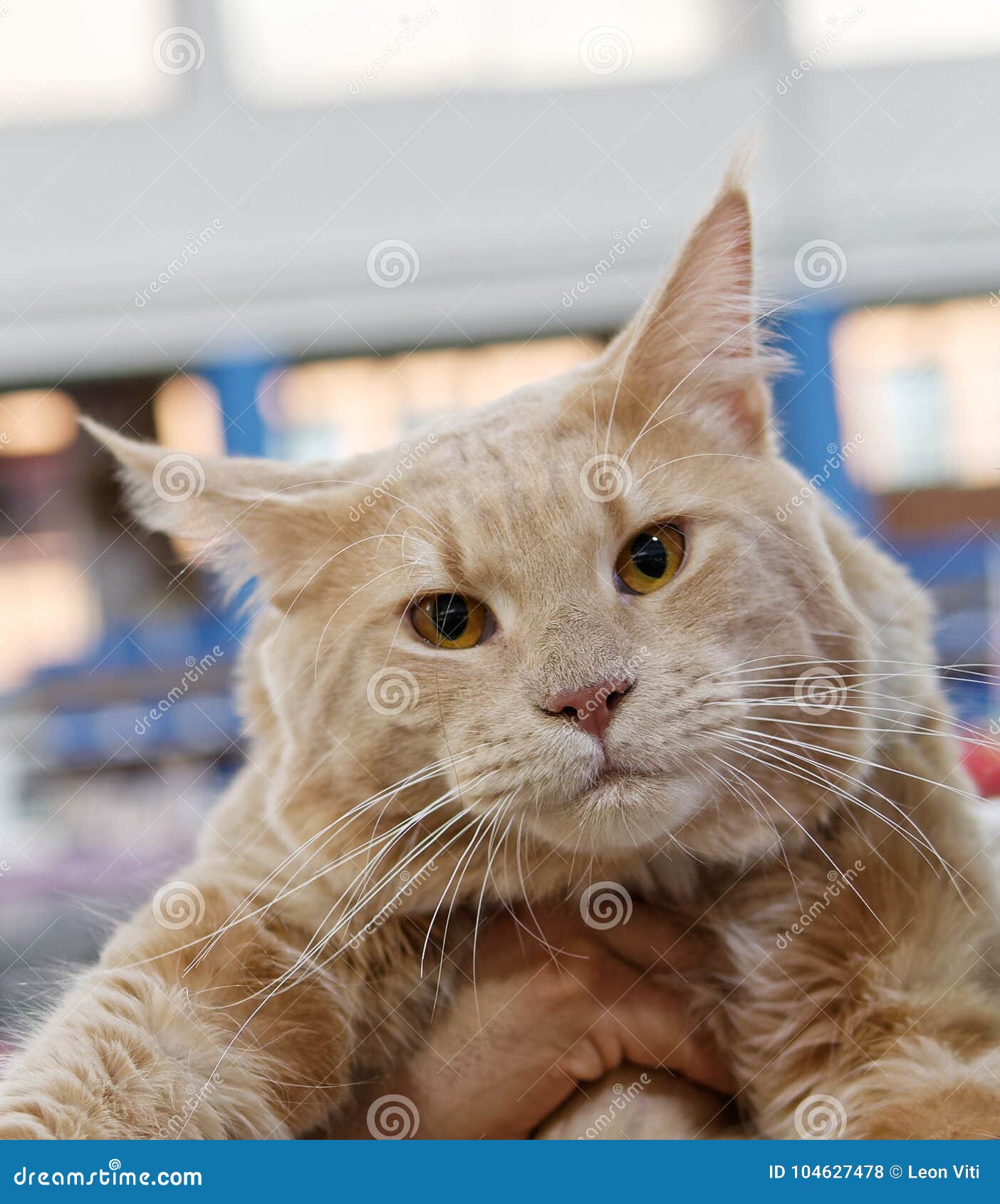 Detail of orange main coon stock photo. Image of coon - 104627478