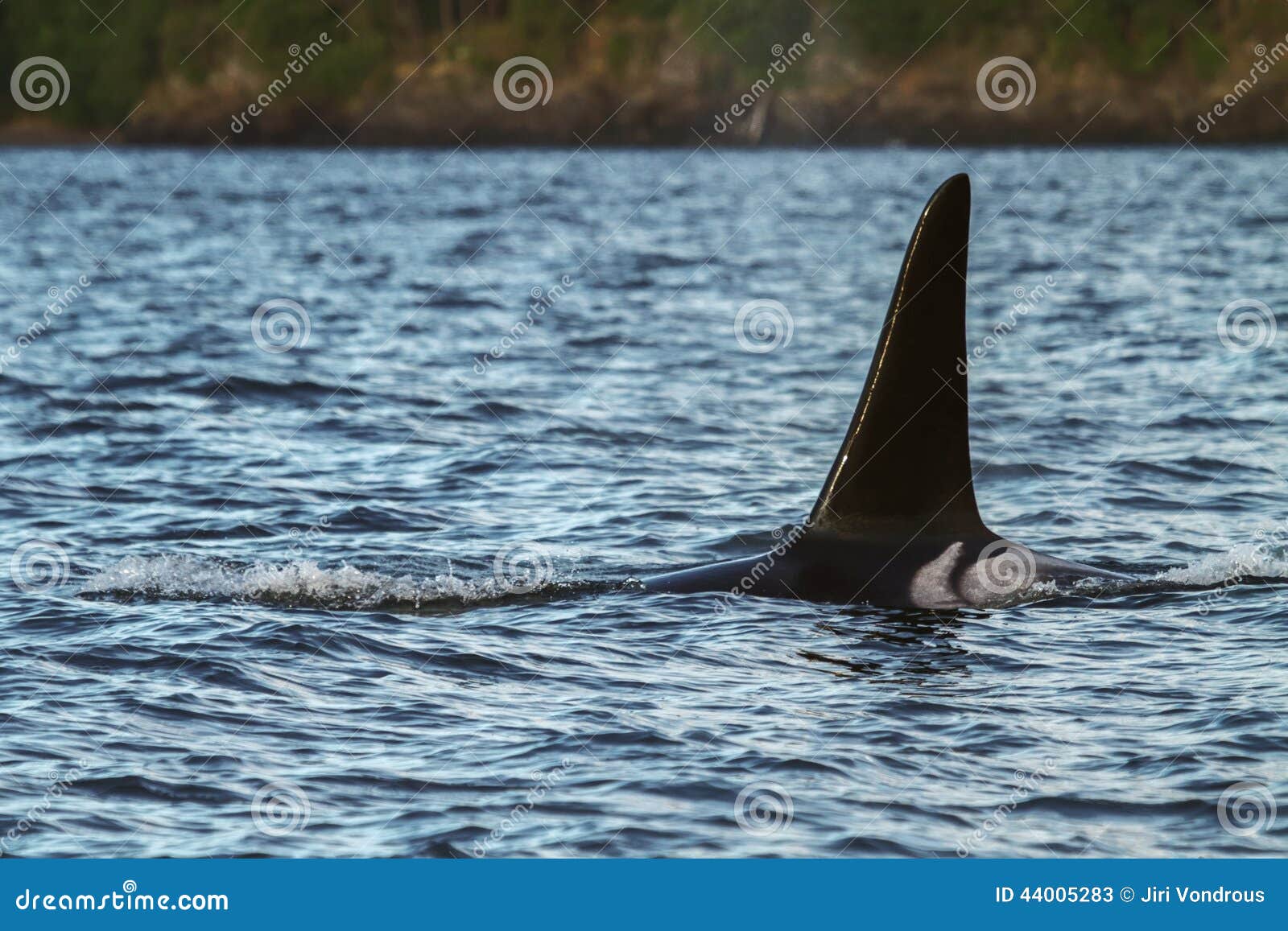 Detail of Orca S Tail Above the Water Surface, Juneau, Alaska Stock ...