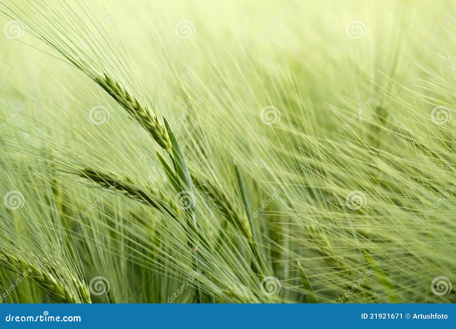 Detail of Organic Green Grains Stock Image - Image of backgrounds ...