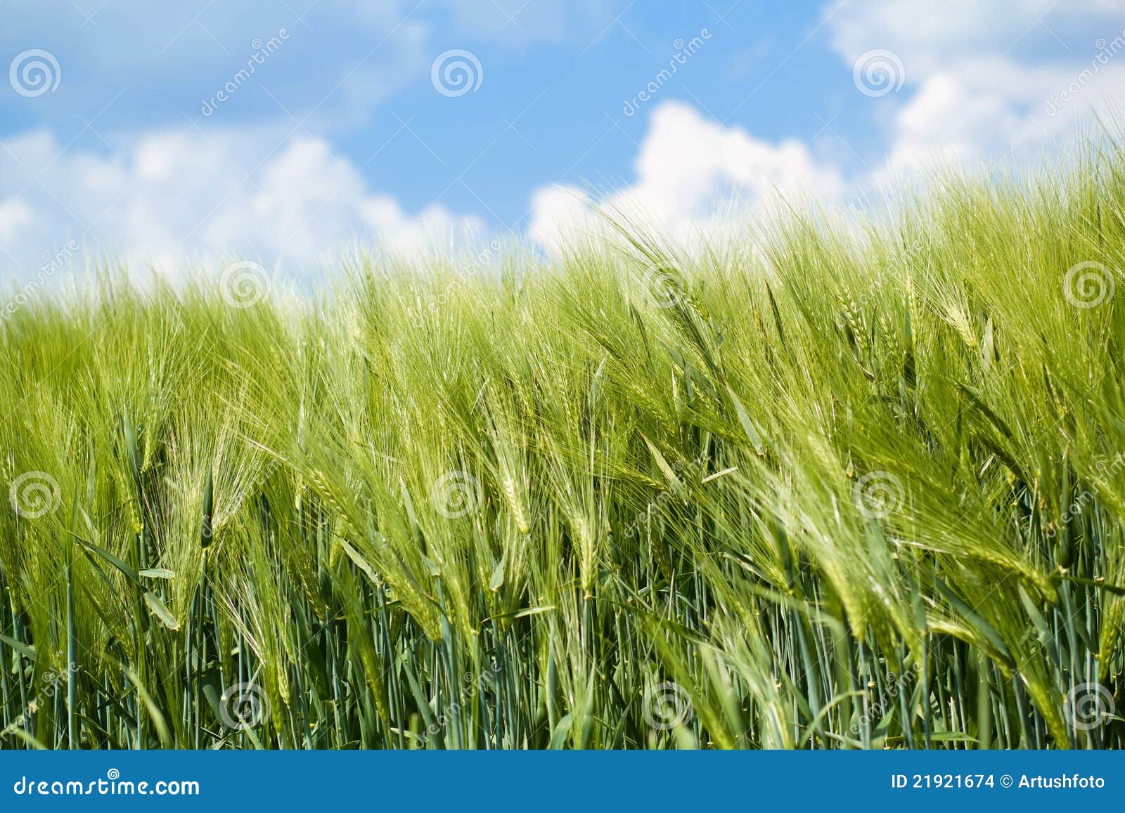 Detail of Organic Green Grains Stock Photo - Image of landscape, nature ...