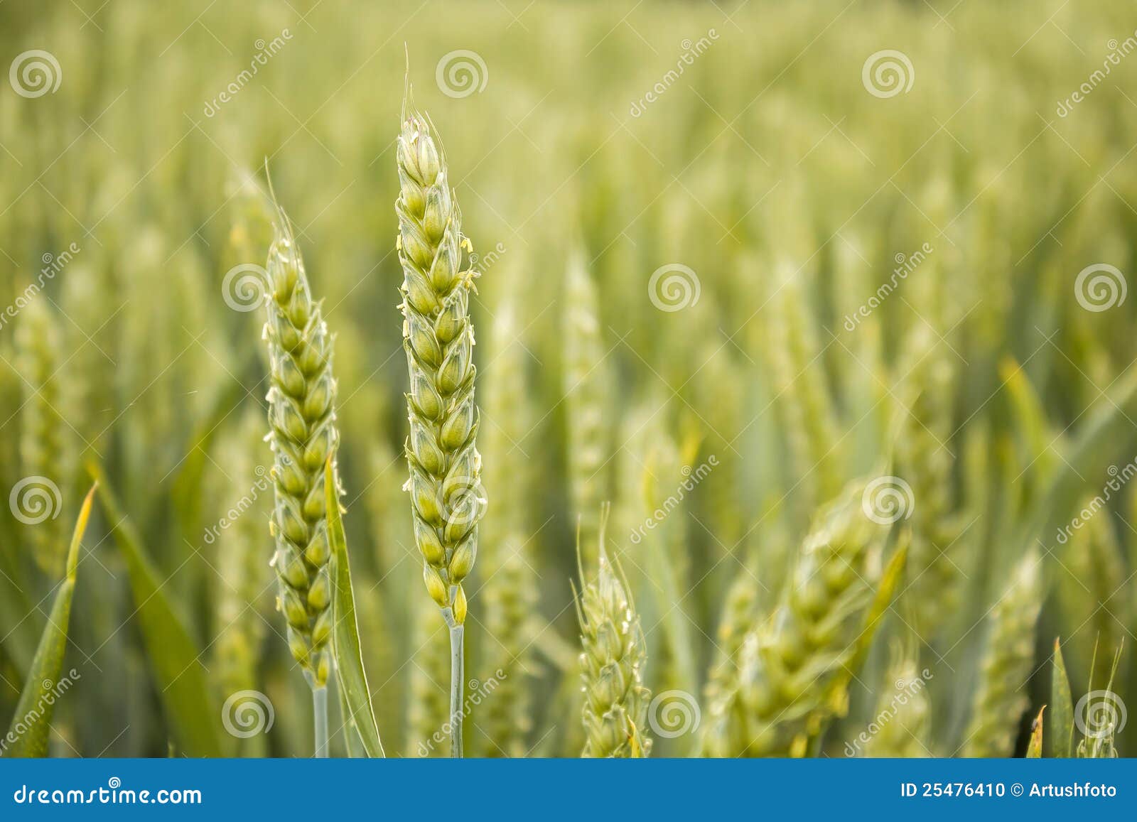 Detail of Organic Green Grains Stock Photo - Image of field, idyllic ...