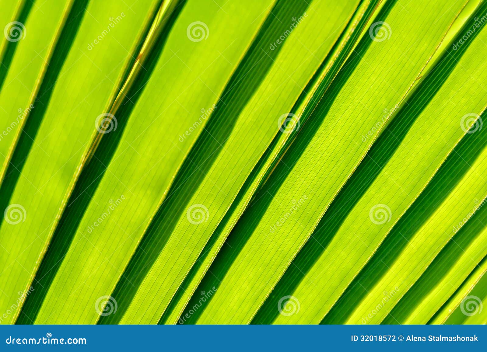 Detail of the palm leaf stock photo. Image of palm, bright - 32018572