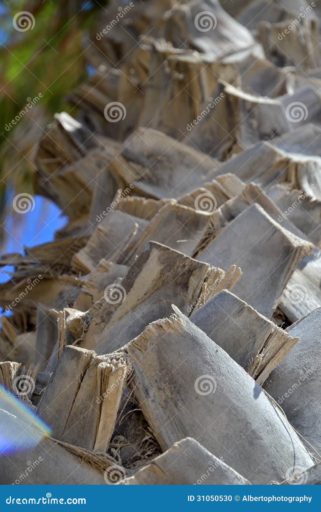Detail of a palm tree stock photo. Image of outer, leaf - 31050530