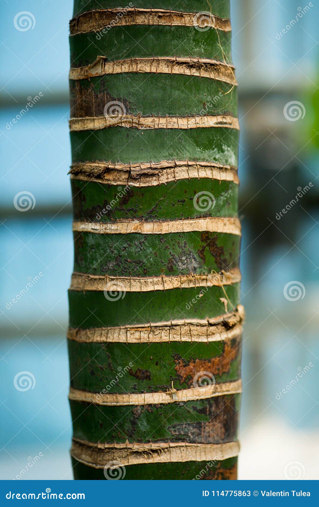 A palm tree trunk stock image. Image of field, close - 114775863