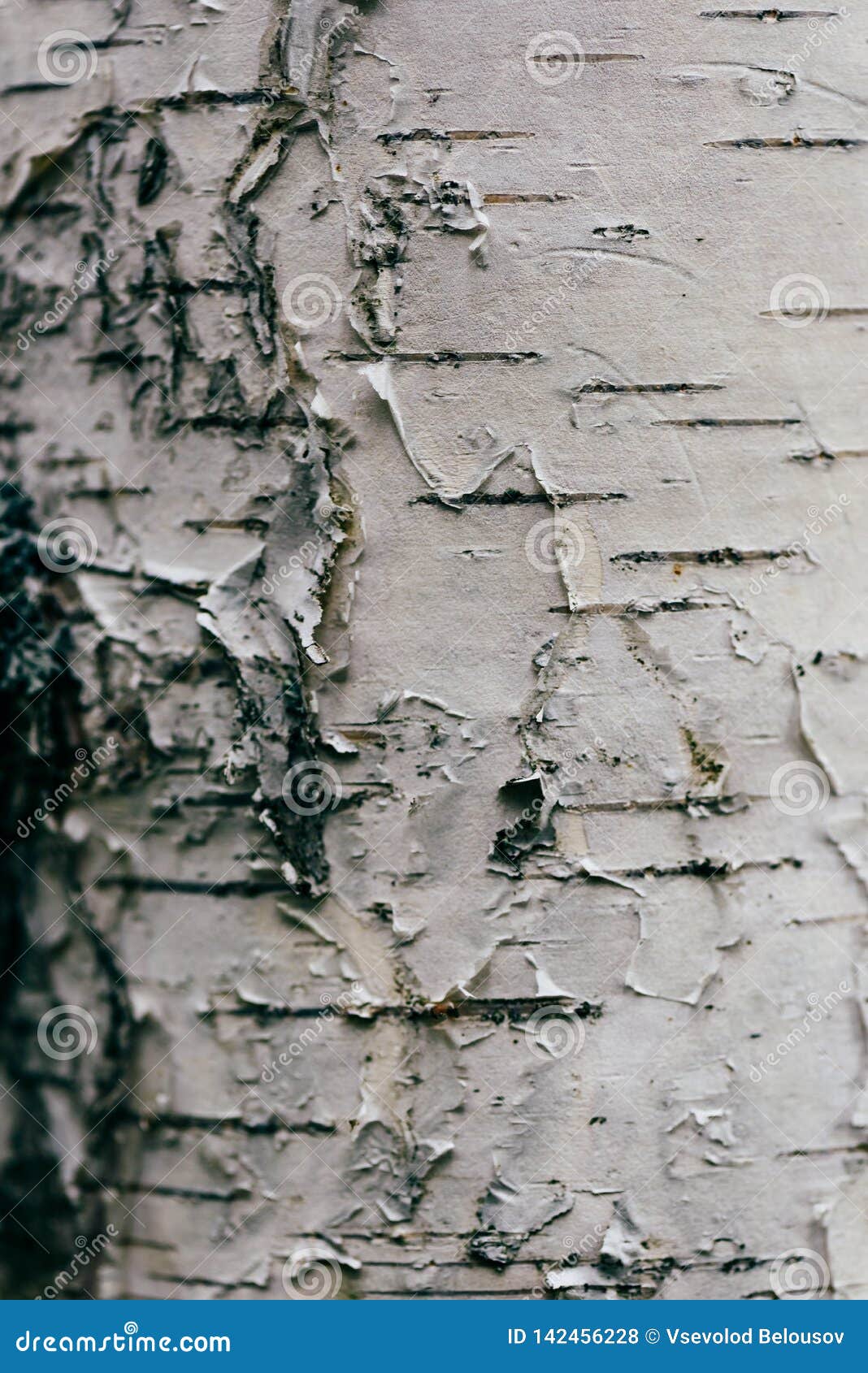 Detail of Paper Birch Tree Bark Stock Photo - Image of ornament, style ...