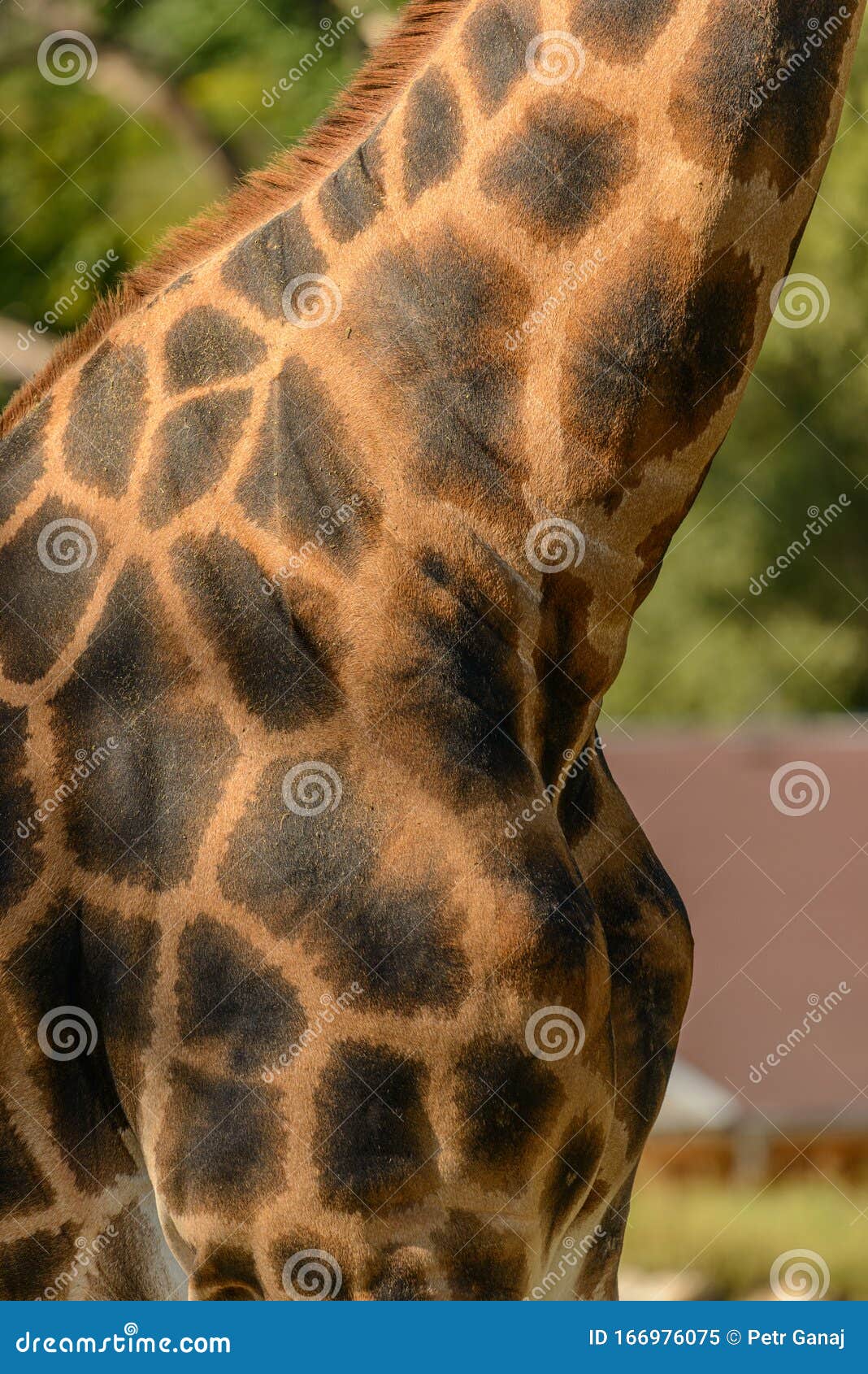Detail of Pattern on Giraffe Neck and Chest Stock Image - Image of ...