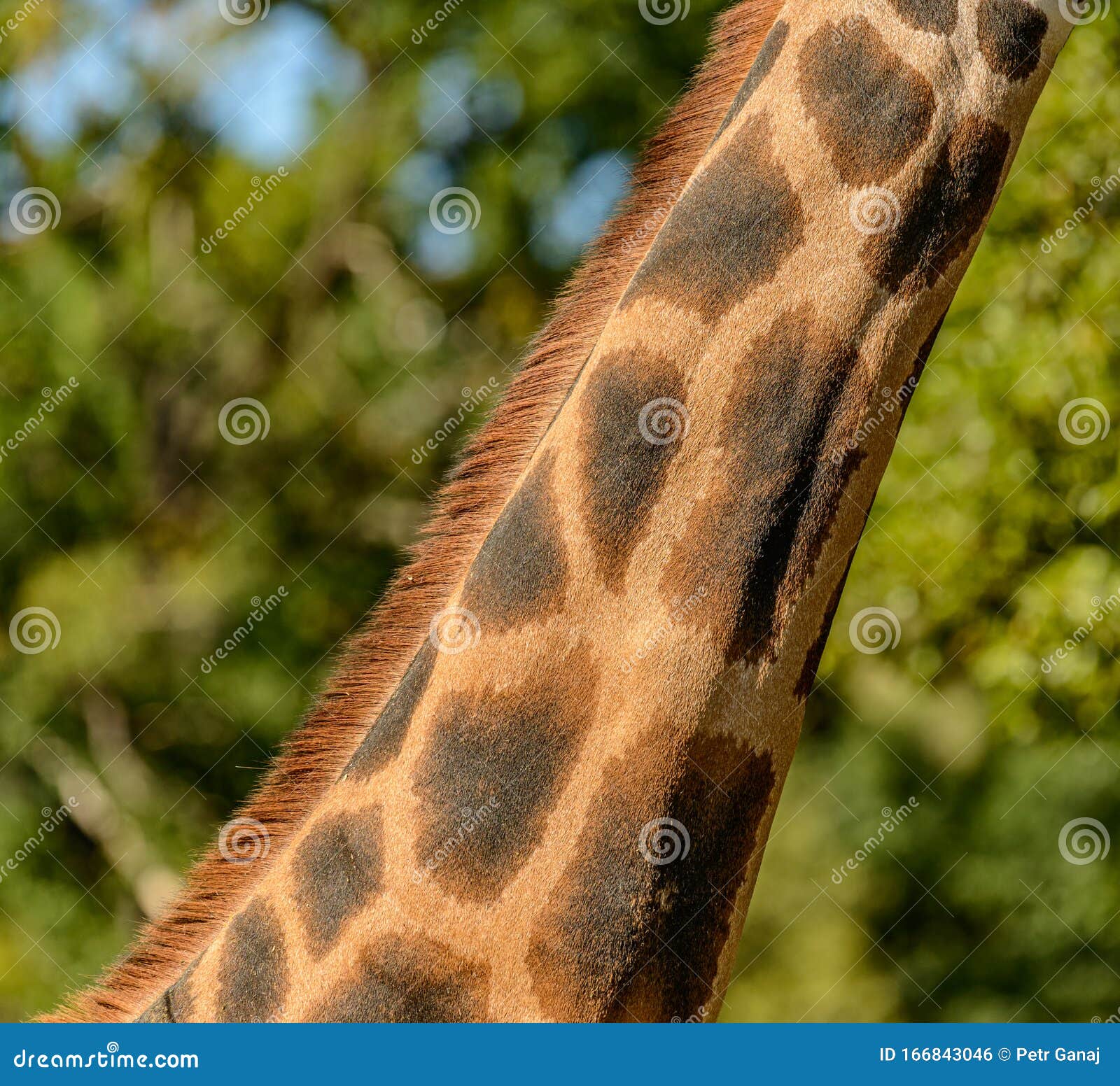 Detail of Pattern on Giraffe Neck Stock Photo - Image of camouflage ...
