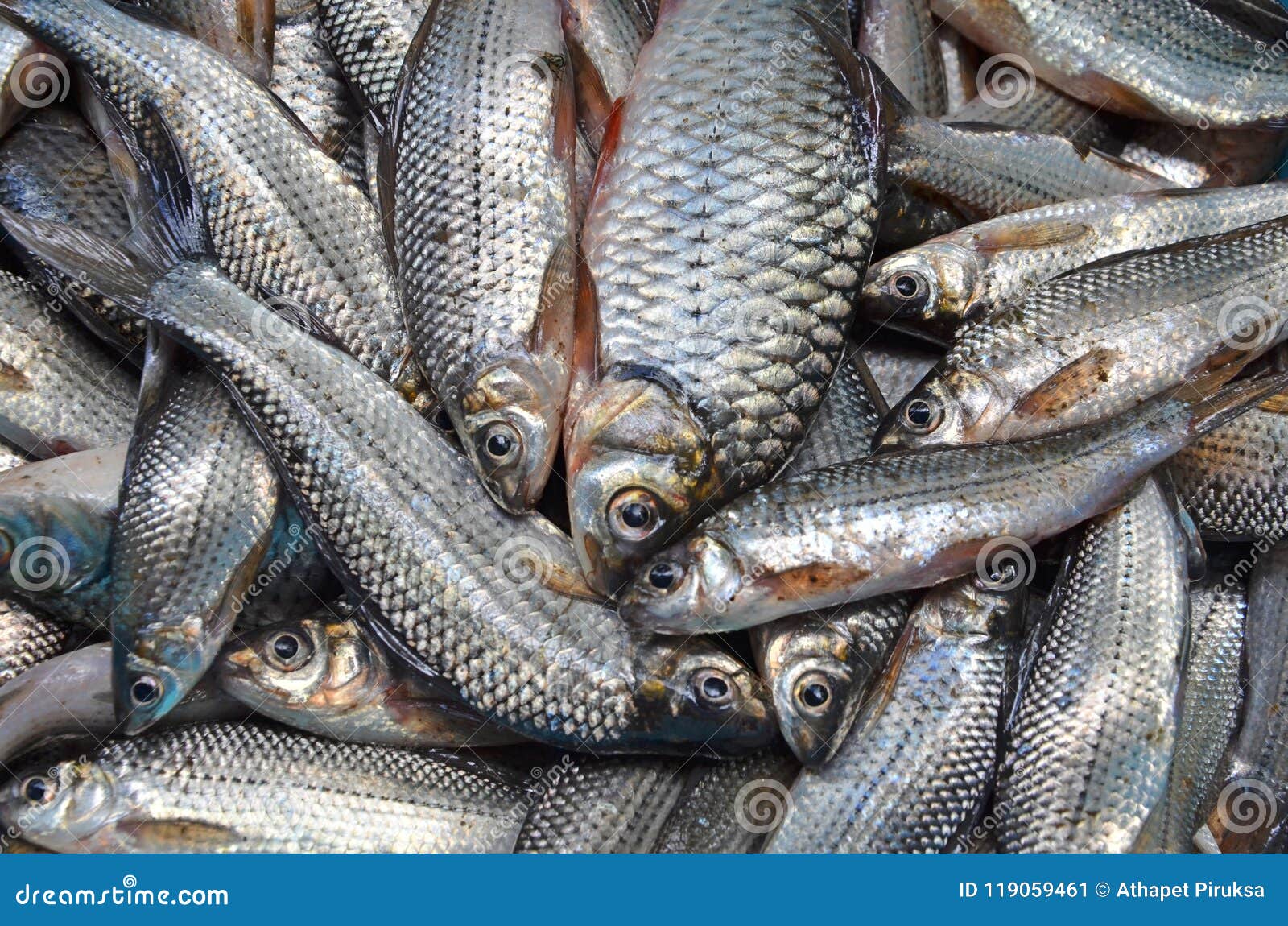 Top View of Beautiful Carps after Catching Stock Image - Image of tail ...