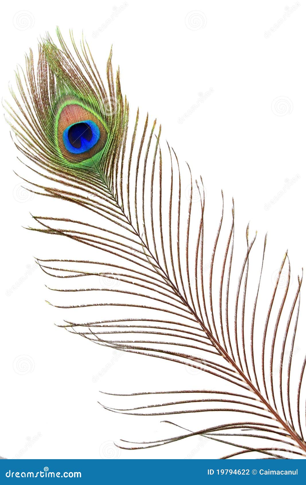 Peacock Feather Eye Drawing
