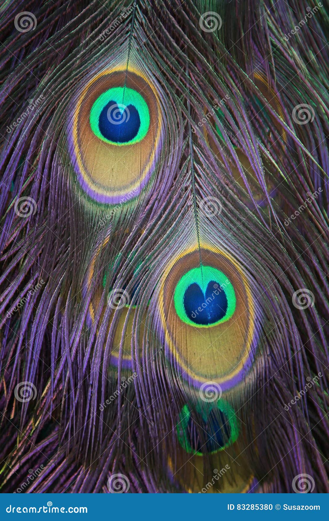 Detail Of A Peacock Plumage Royalty-Free Stock Image | CartoonDealer ...