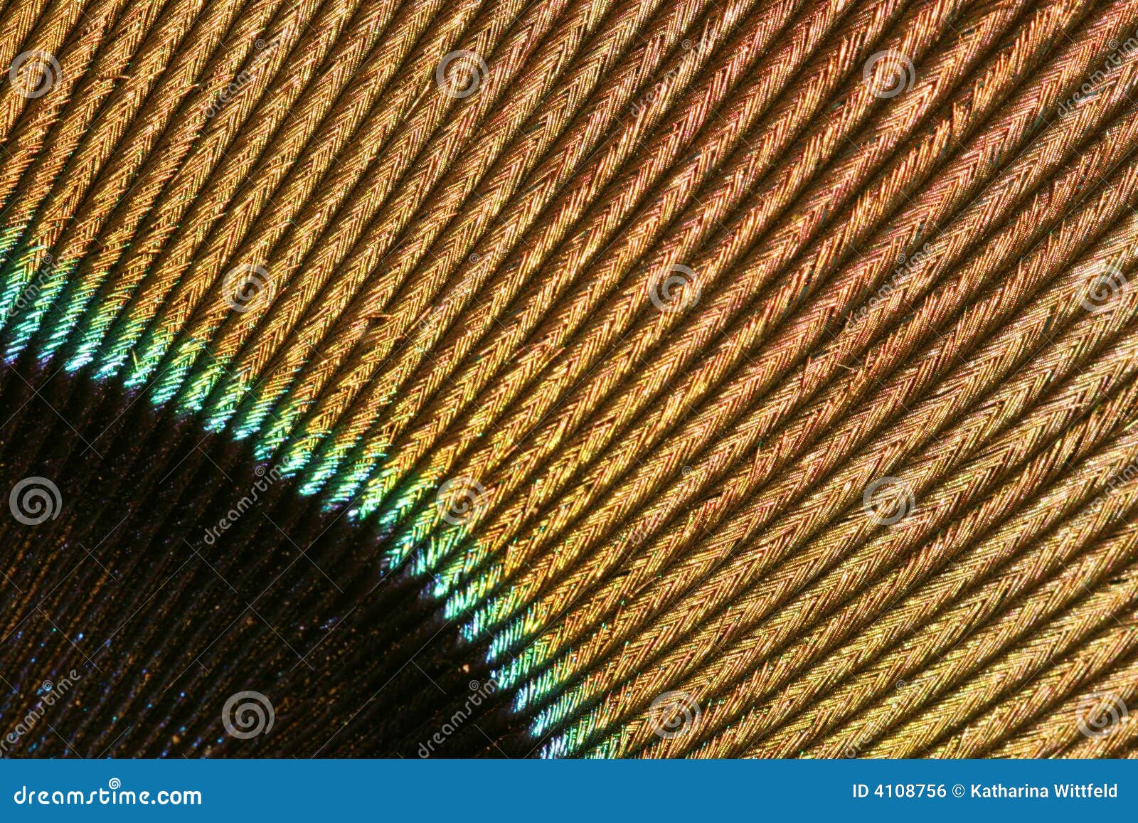Detail of a Peacock S Feather Stock Photo - Image of line, pattern: 4108756