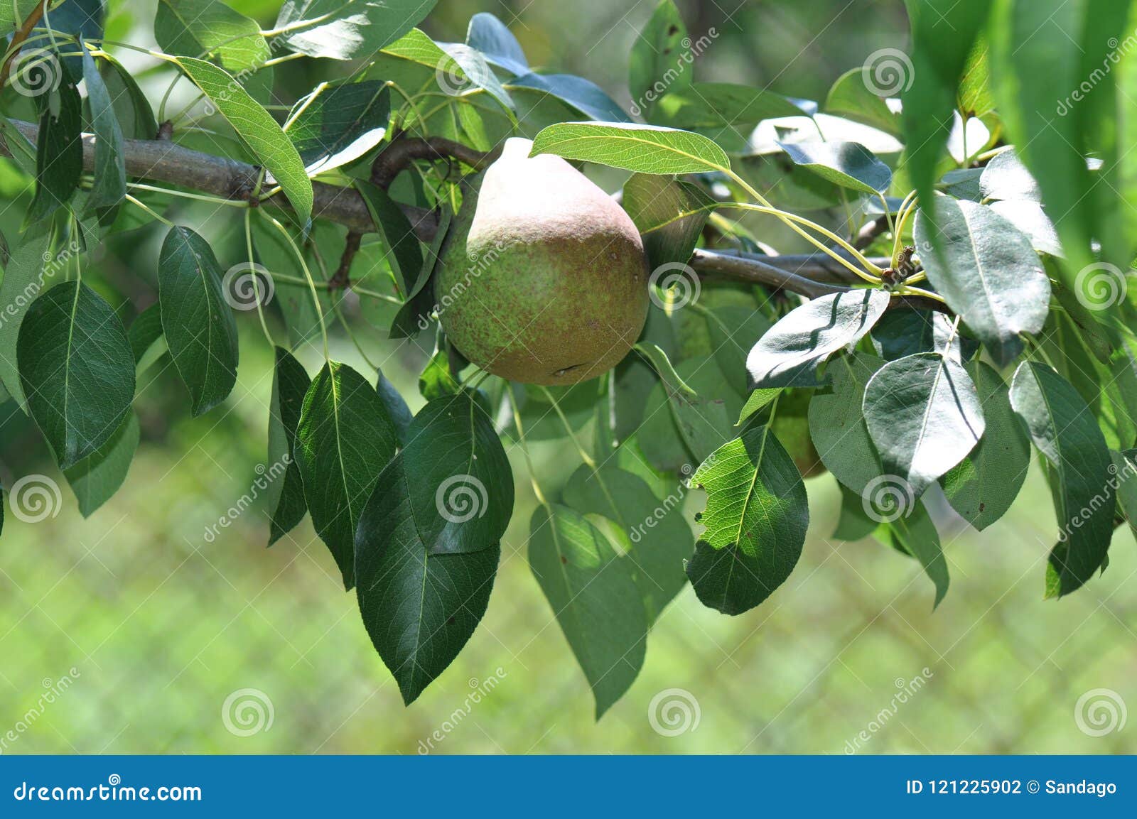 Pear from orchard stock photo. Image of double, branch - 121225902