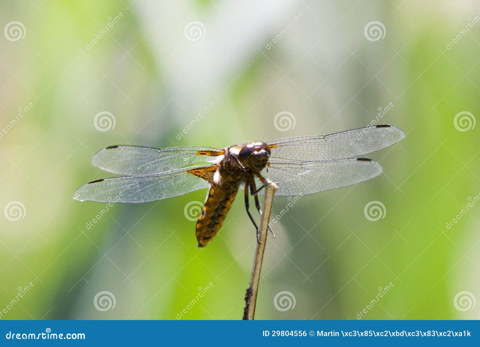Dragonfly stock photo. Image of anisoptera, dragonfly - 29804556