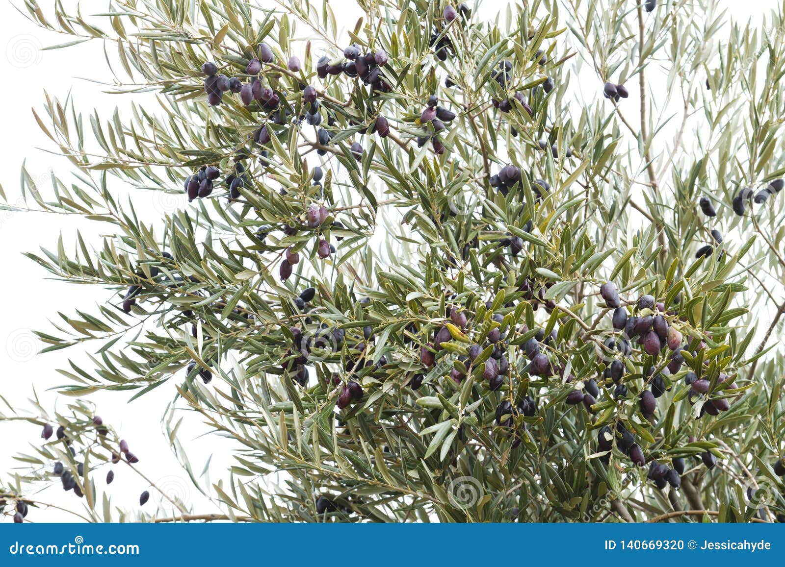 Detail of Picual Olive Tree Branches with Fruits Stock Photo - Image of ...