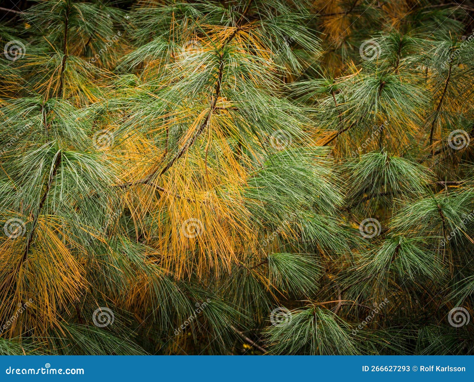 Detail of Pine Changing Color in Fall Stock Image - Image of colurful ...