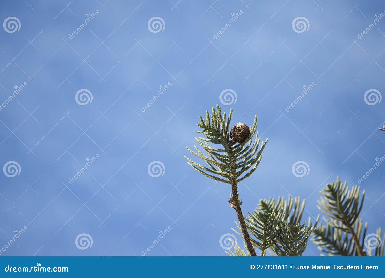 Detail of a Pine Tree Branch with Pineapple. in the Background the Blue ...