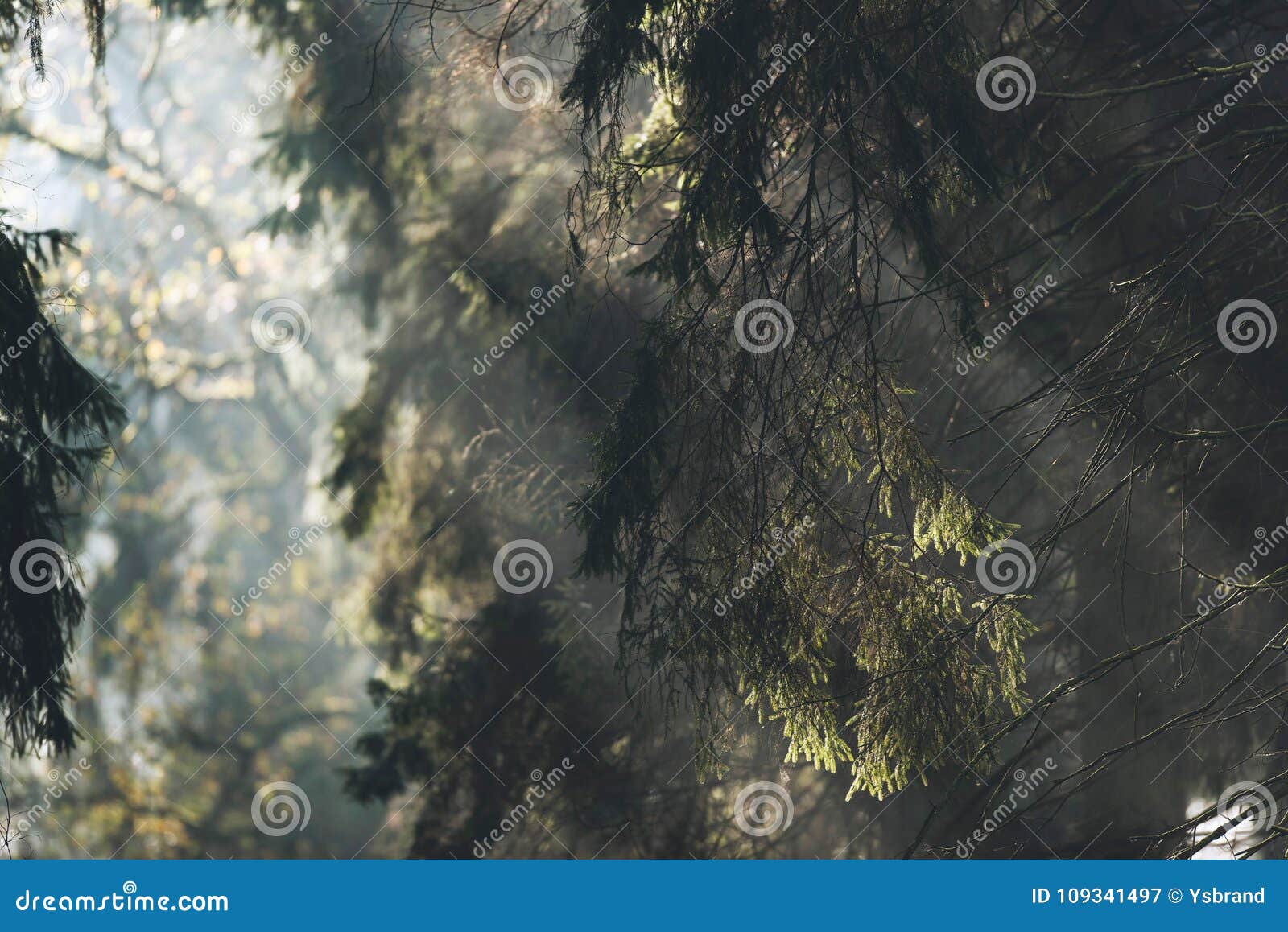 Detail of Pine Tree with Rays of Sunlight. Stock Image - Image of ...