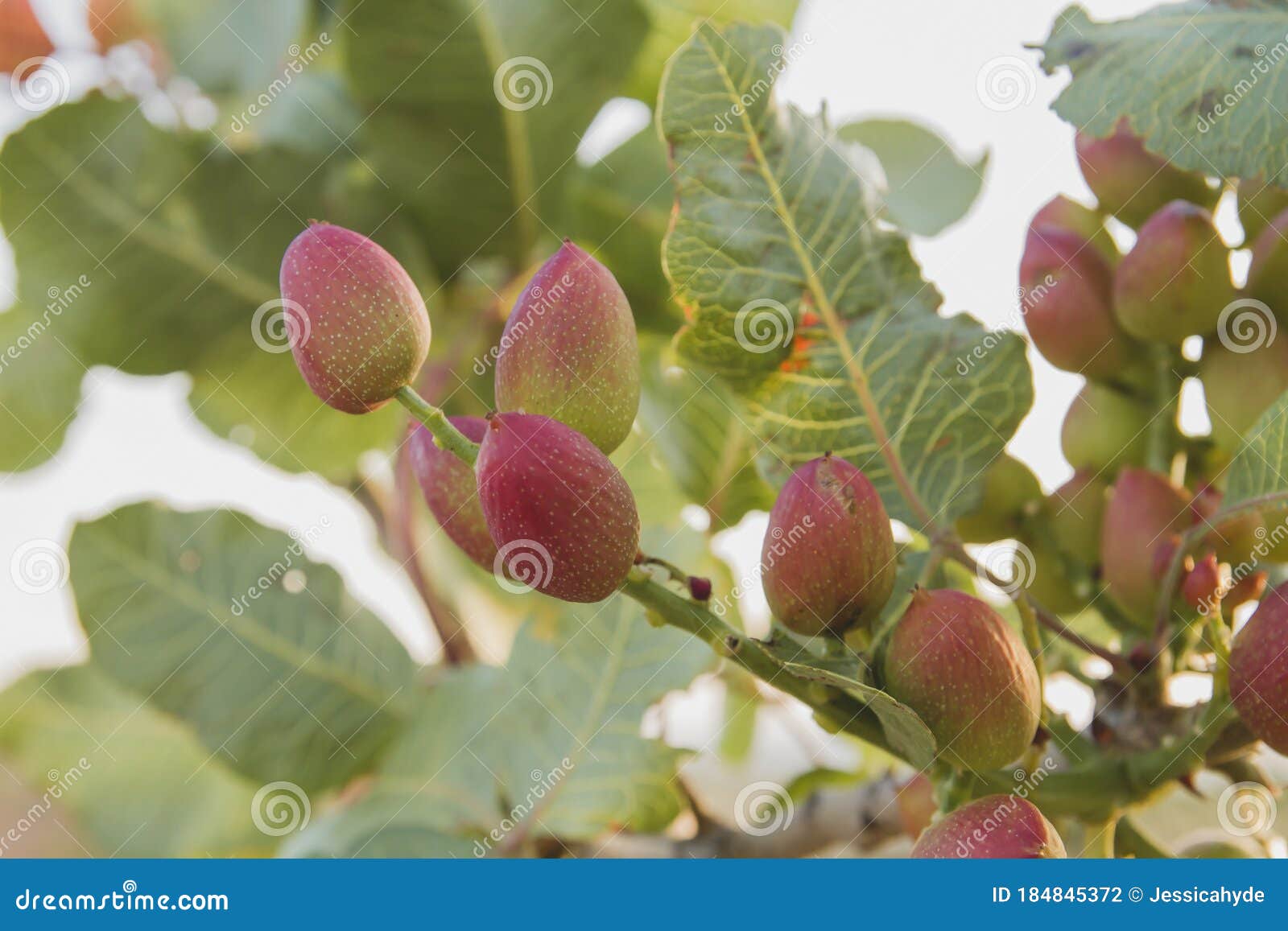 Detail of Pistachio Tree Fruits Stock Photo - Image of caloric, food ...