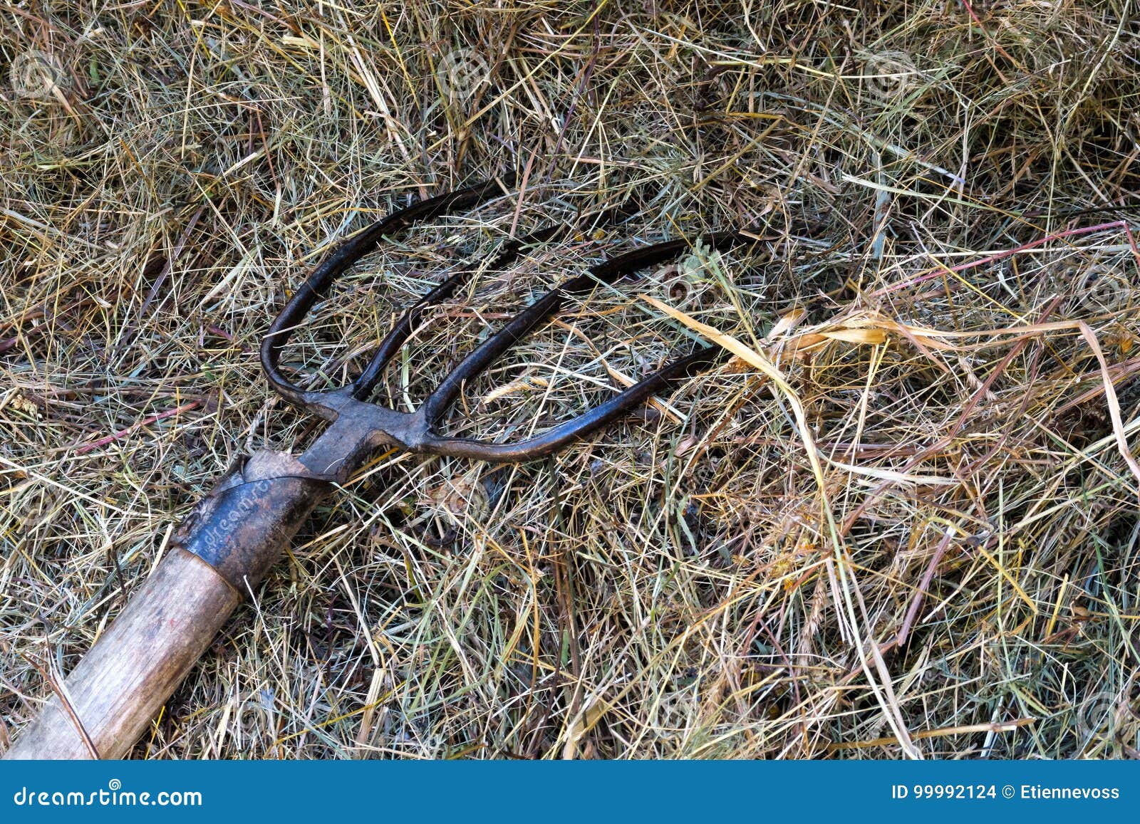 Detail of a Pitchfork Resting on a Pile of Hay in Rustic Wooden Stock ...
