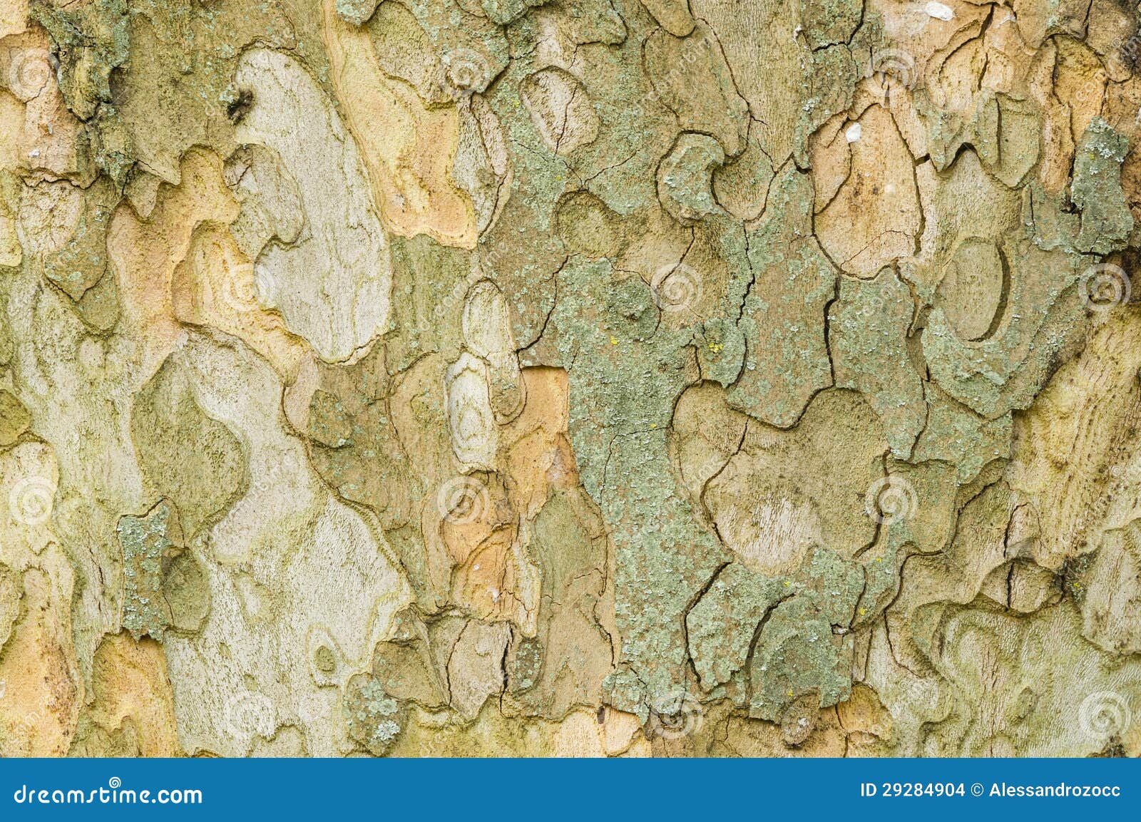Detail of Plane tree stock photo. Image of nature, sycamore - 29284904