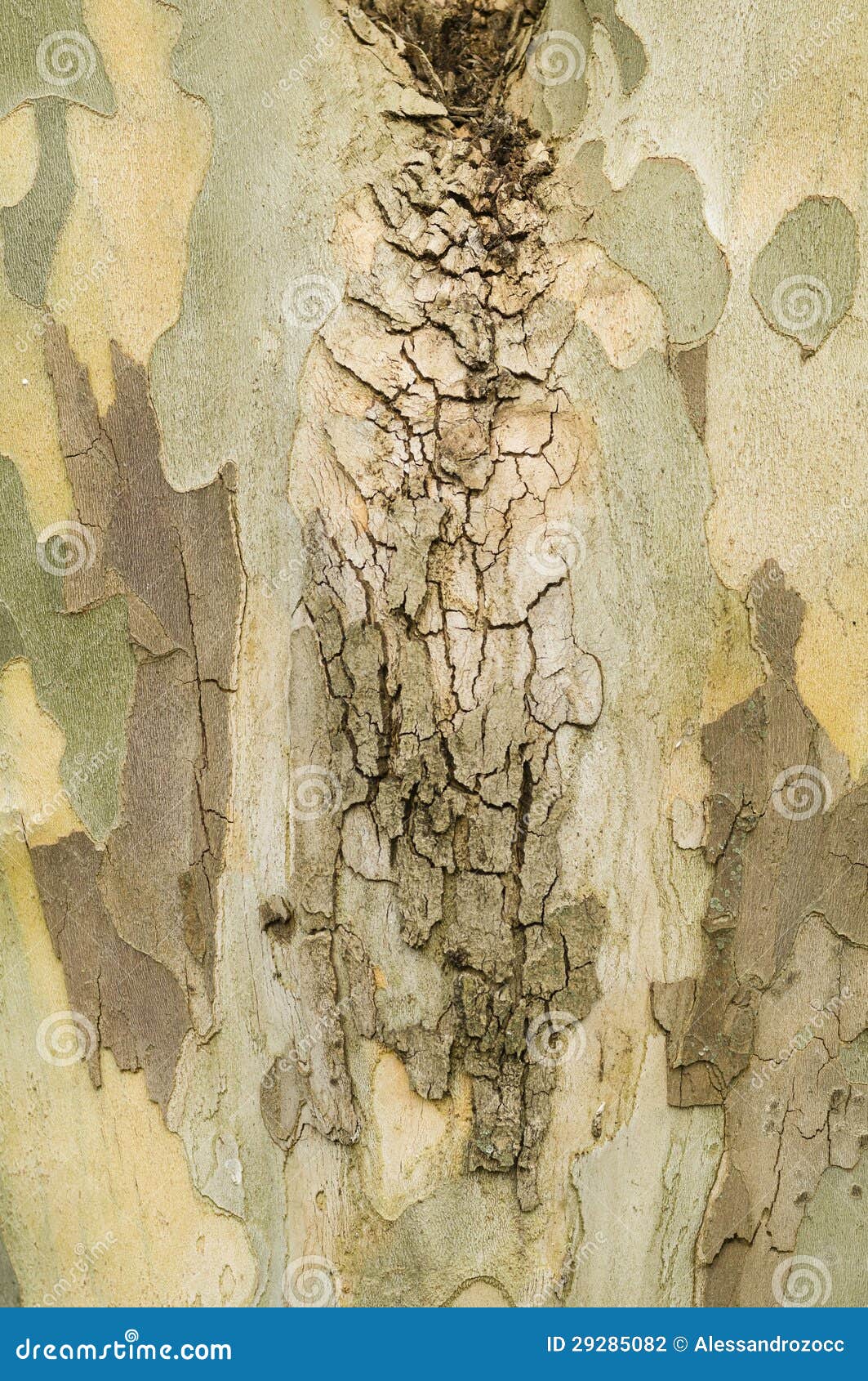 Detail of Plane tree stock photo. Image of plant, natural - 29285082