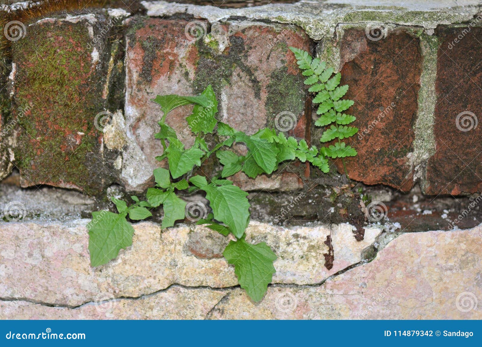 Plant Emerging through Concrete Stock Photo - Image of asphalt ...