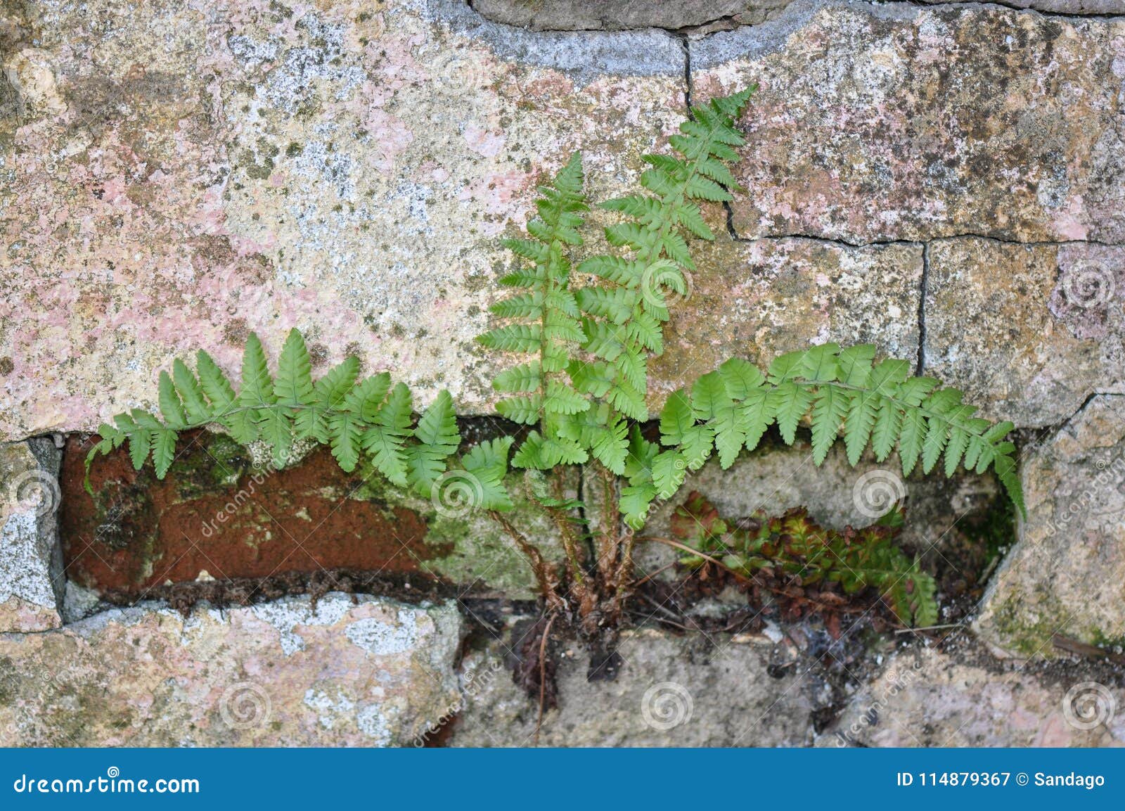 Detail Of Emerging Flowers In Spring On A Shohin Blackthorn Bonsai Tree ...