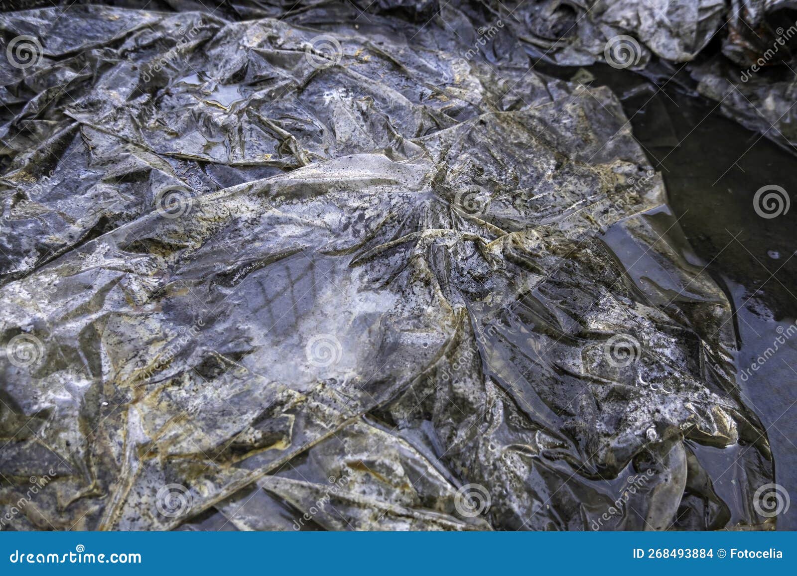 Wet plastic in the trash stock photo. Image of recycling - 268493884