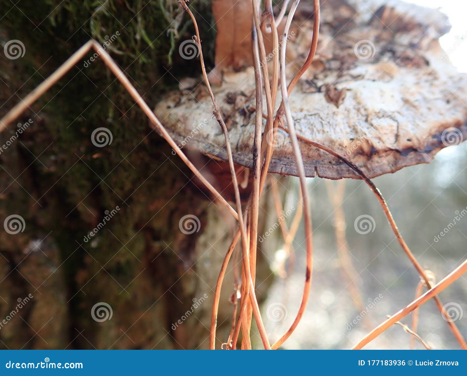 Detail of a Polyporus on a Tree Trunk Stock Photo - Image of meadow ...