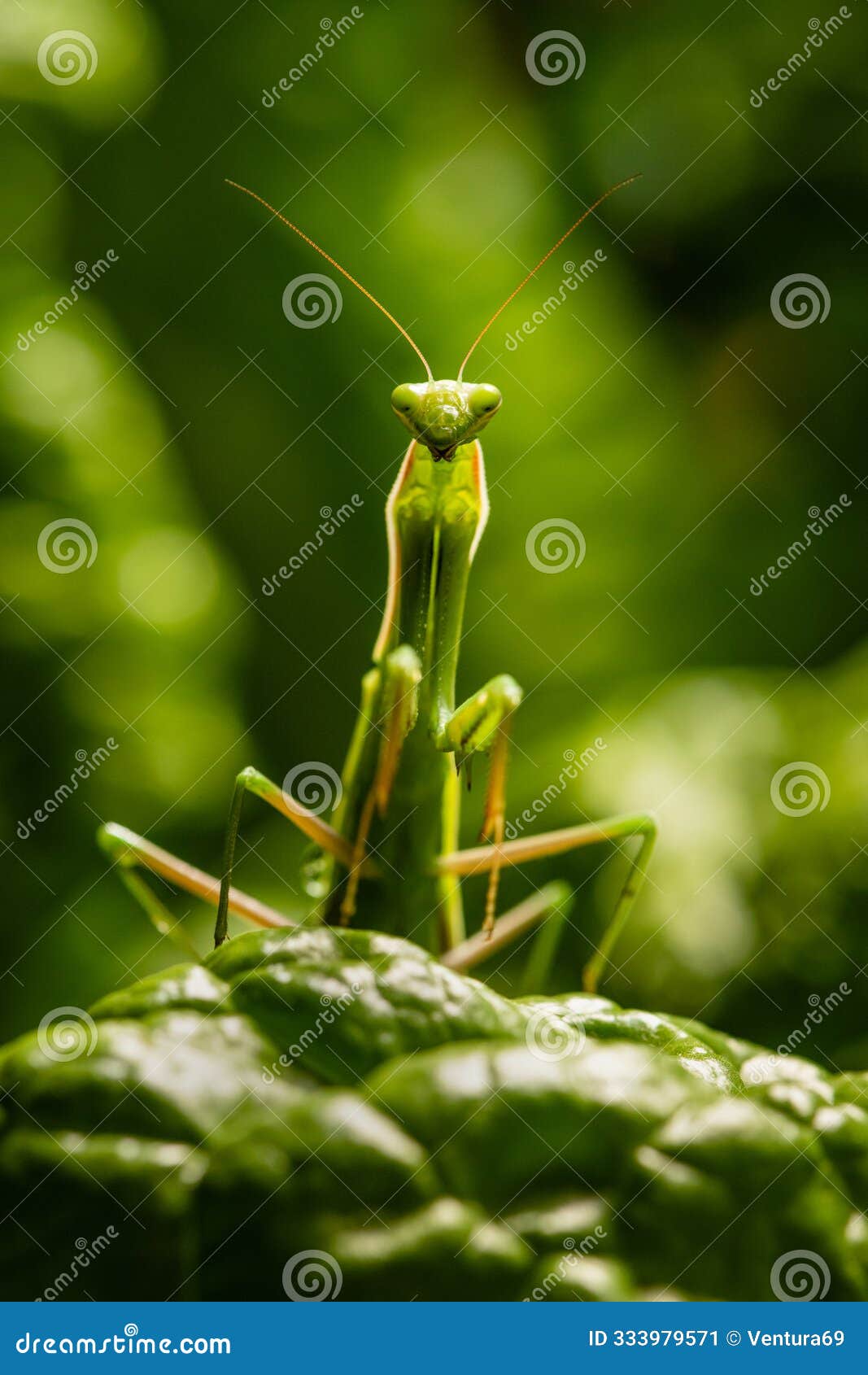 Detail of Praying Mantis on Grean Leaf Stock Image - Image of insect ...