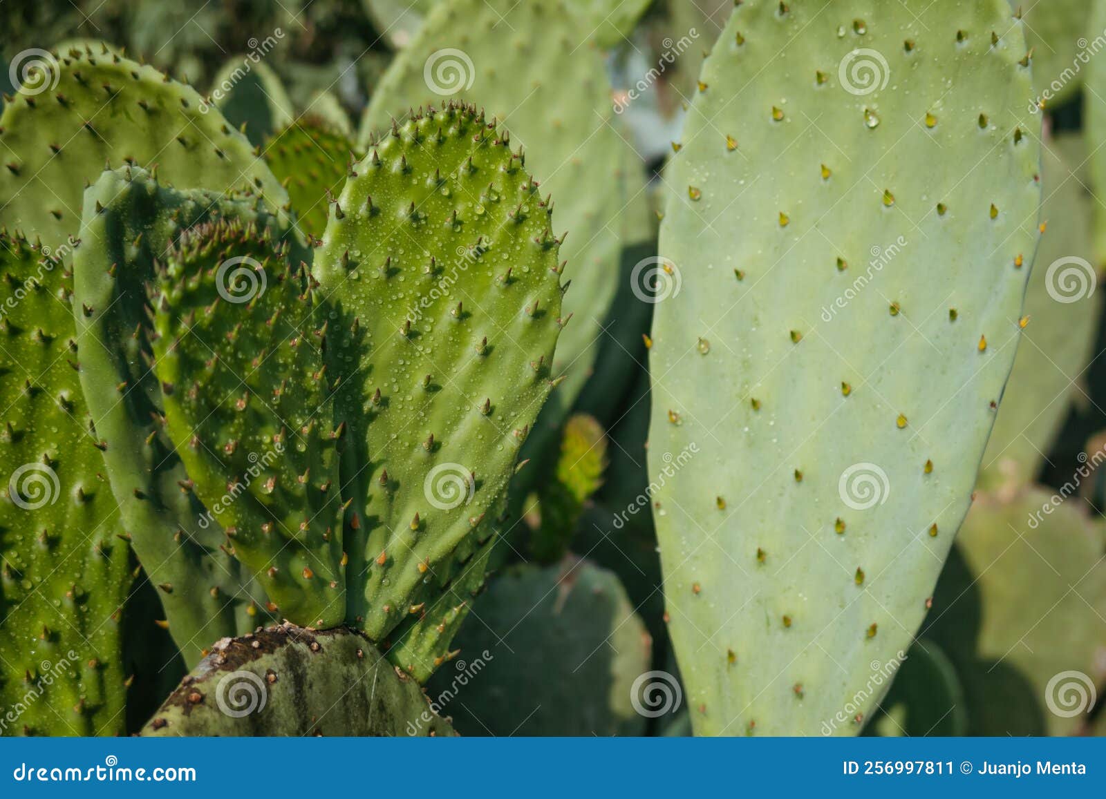 Detail of Prickly Pear Cactus, Mexico Stock Image - Image of farming ...