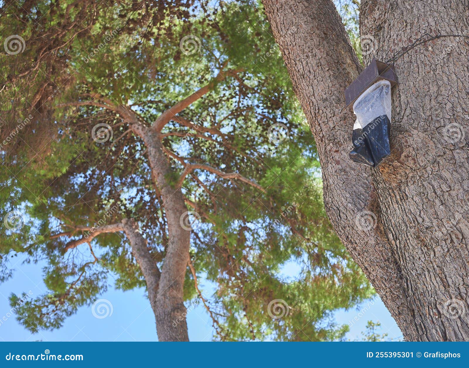 Processionary Trap Hanging in a Pine Tree Stock Image - Image of plague ...