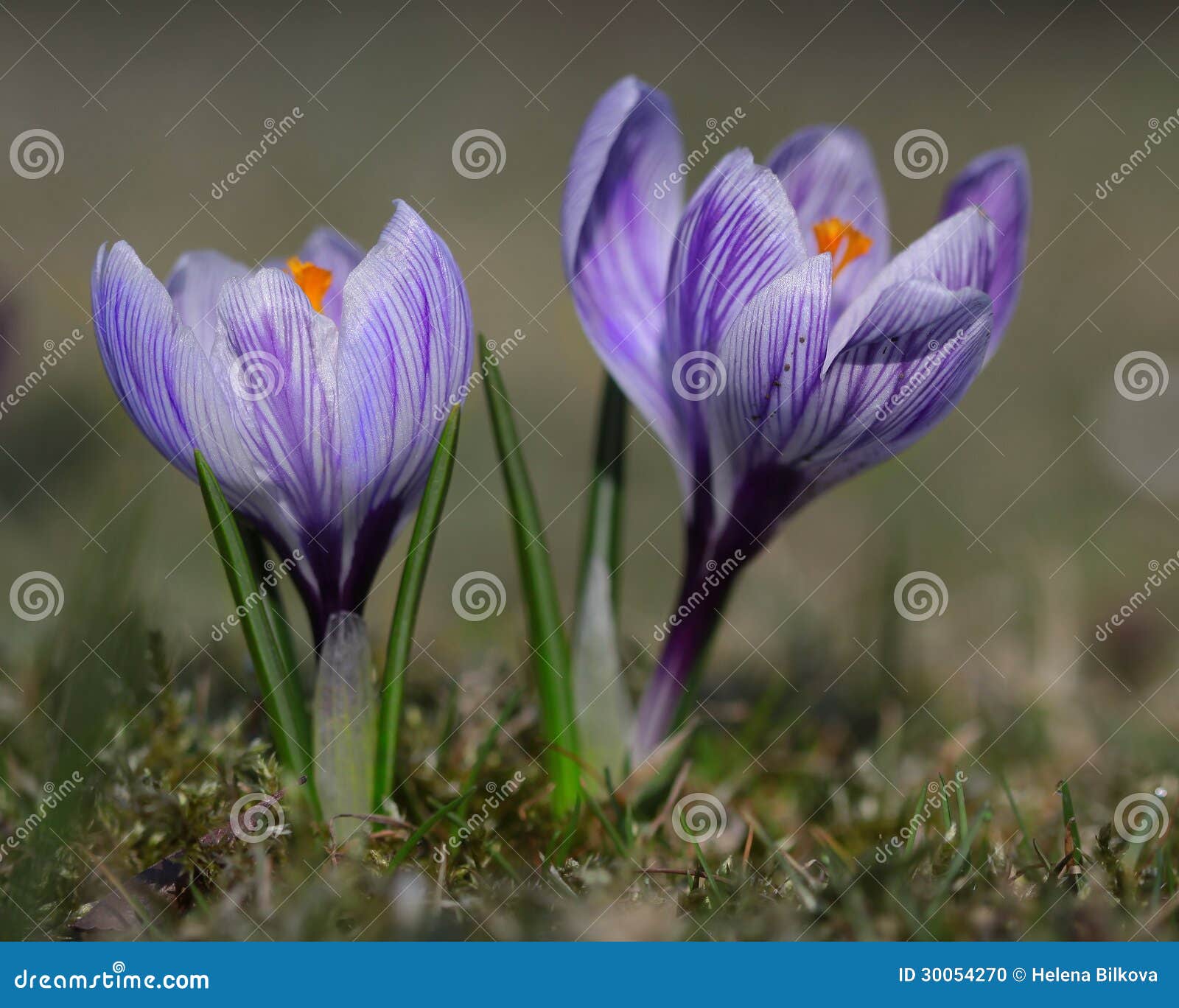Crocus, Spring Flowers stock photo. Image of blossom - 30054270