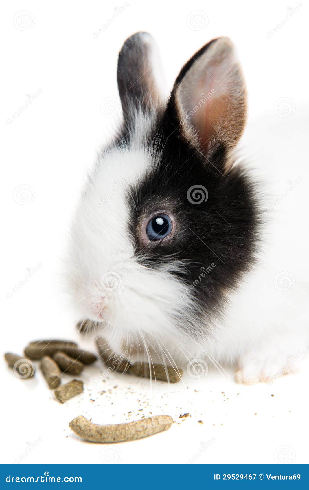 Detail of Rabbit Eating Ration Stock Image - Image of closeup, wool ...