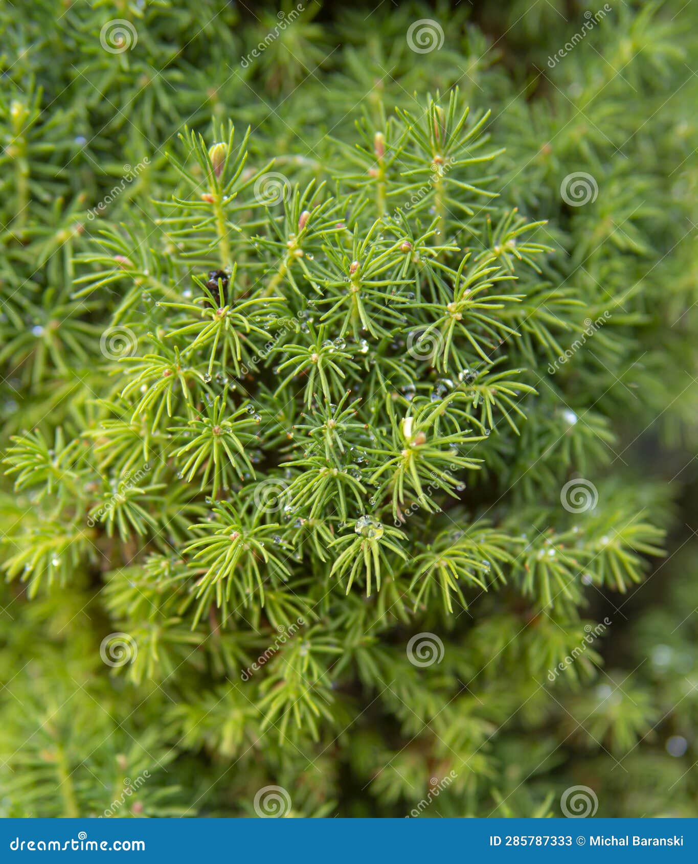 Detail of Rain Drops on Small Needles of a Tree Stock Image - Image of ...